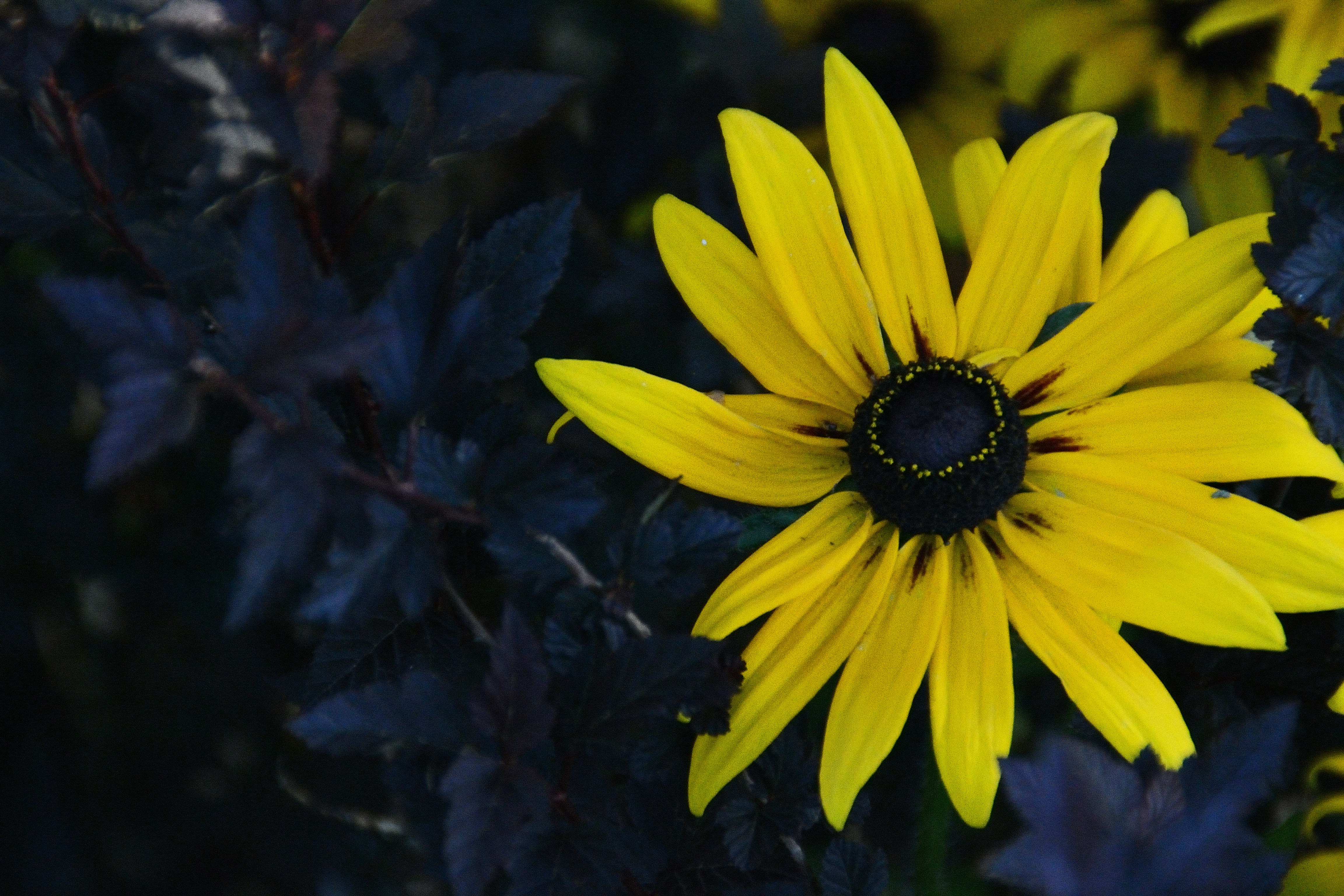 Golden Daisy Burst: A Sunlit Flower Piercing Dark Foliage