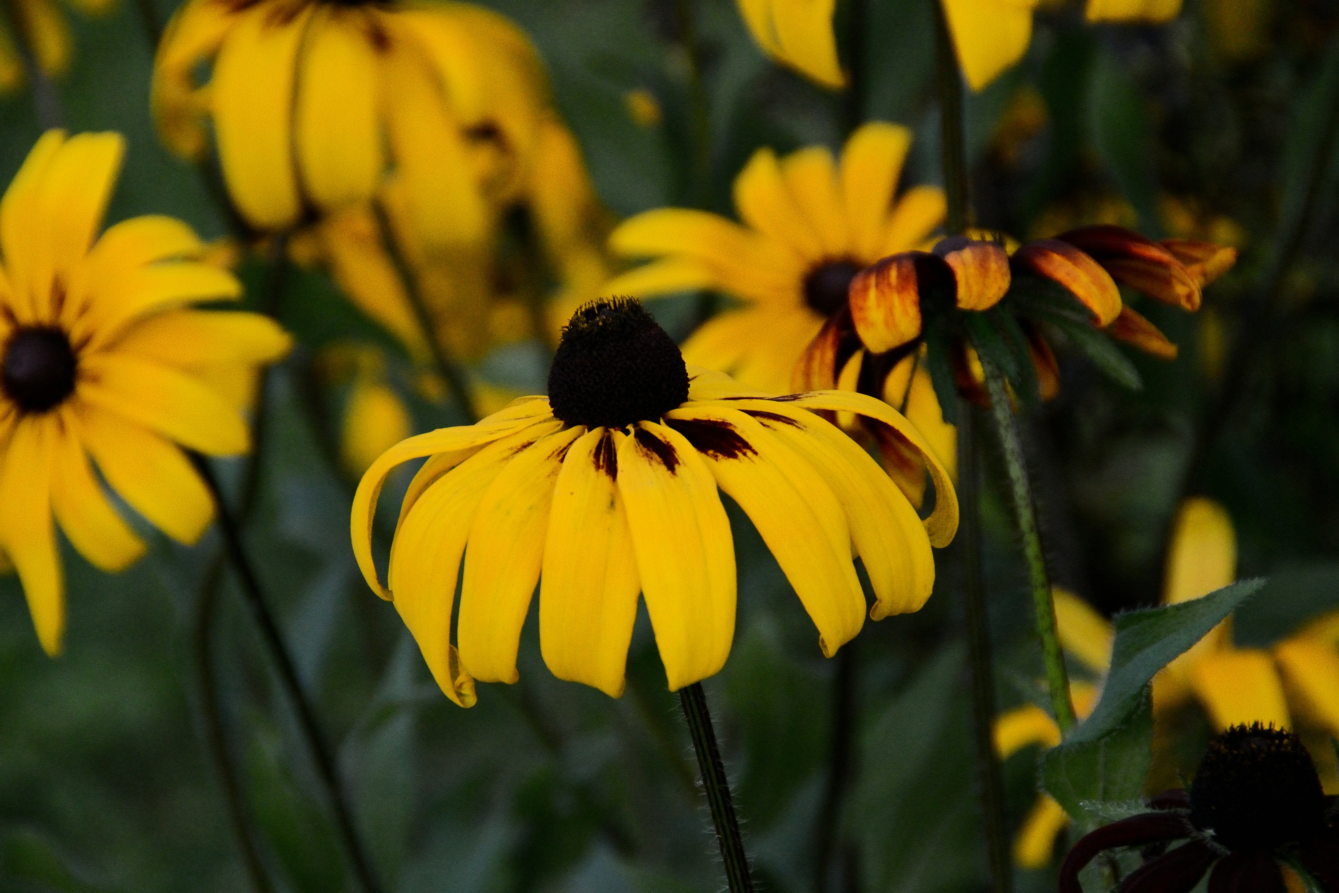Golden Daisy Crown: A Burst of Sunlit Tepals