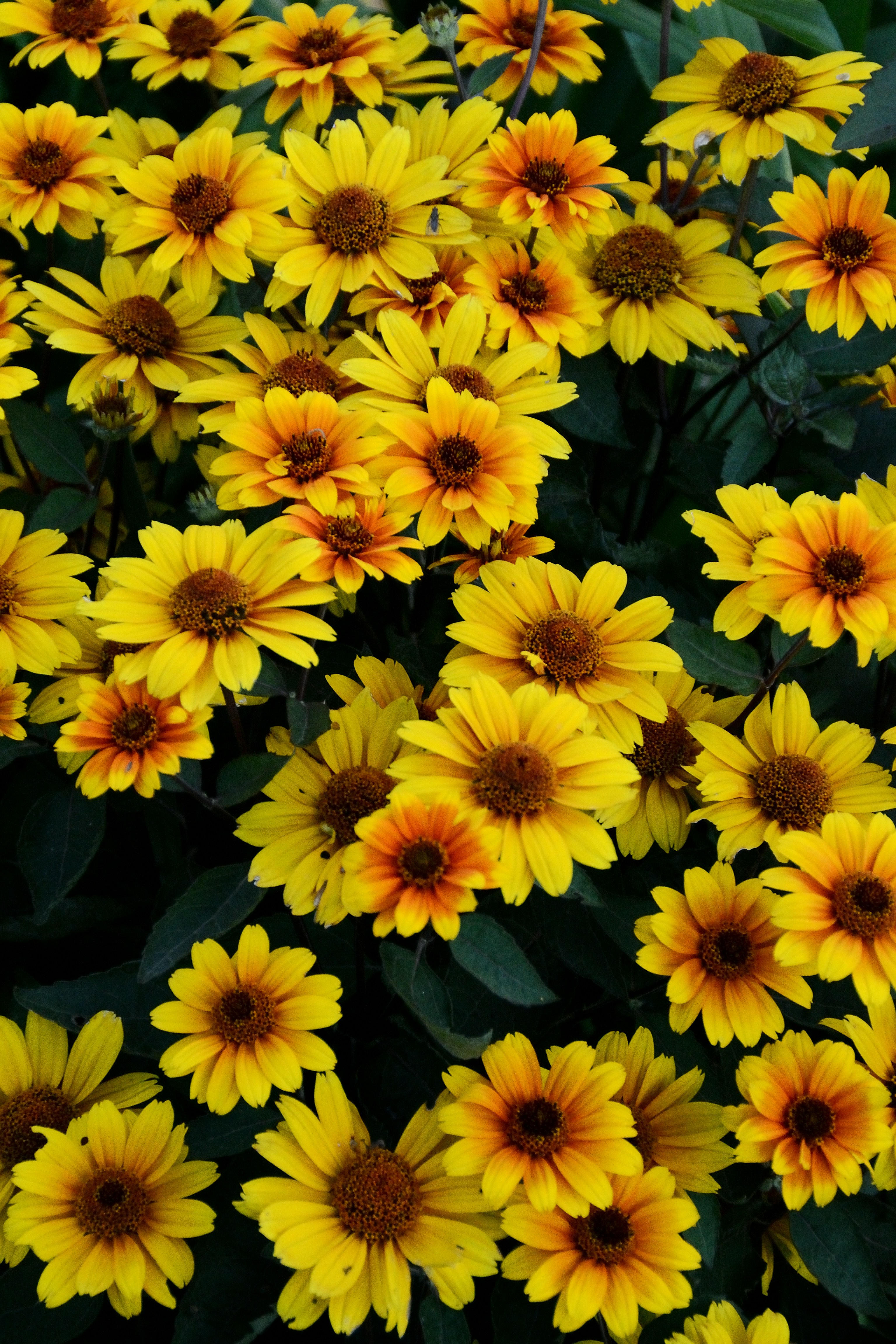 Golden Meadow: A Burst of Sunlit daisies