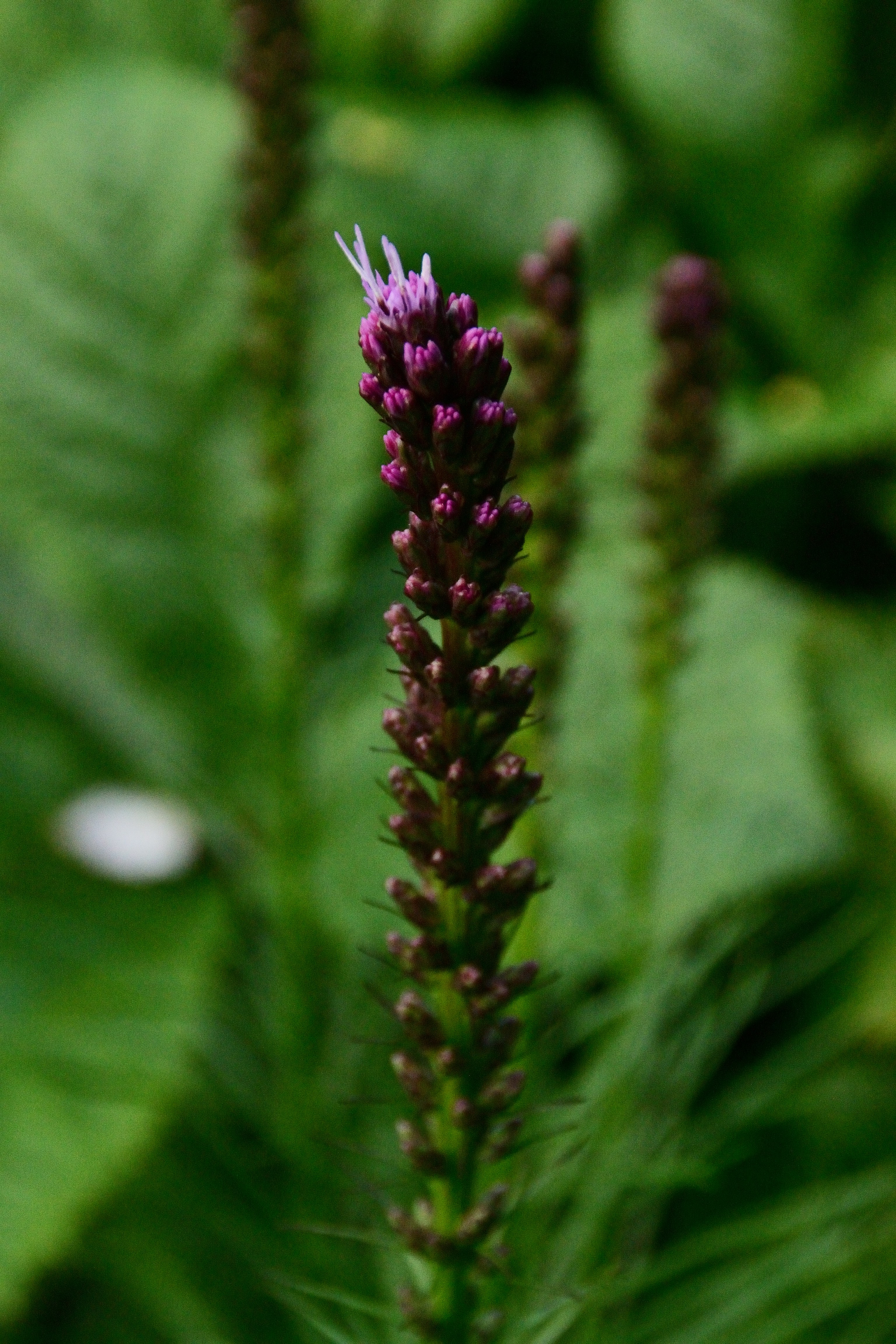 Purple Spire: A Close-Up of a Budding Lavender Spike