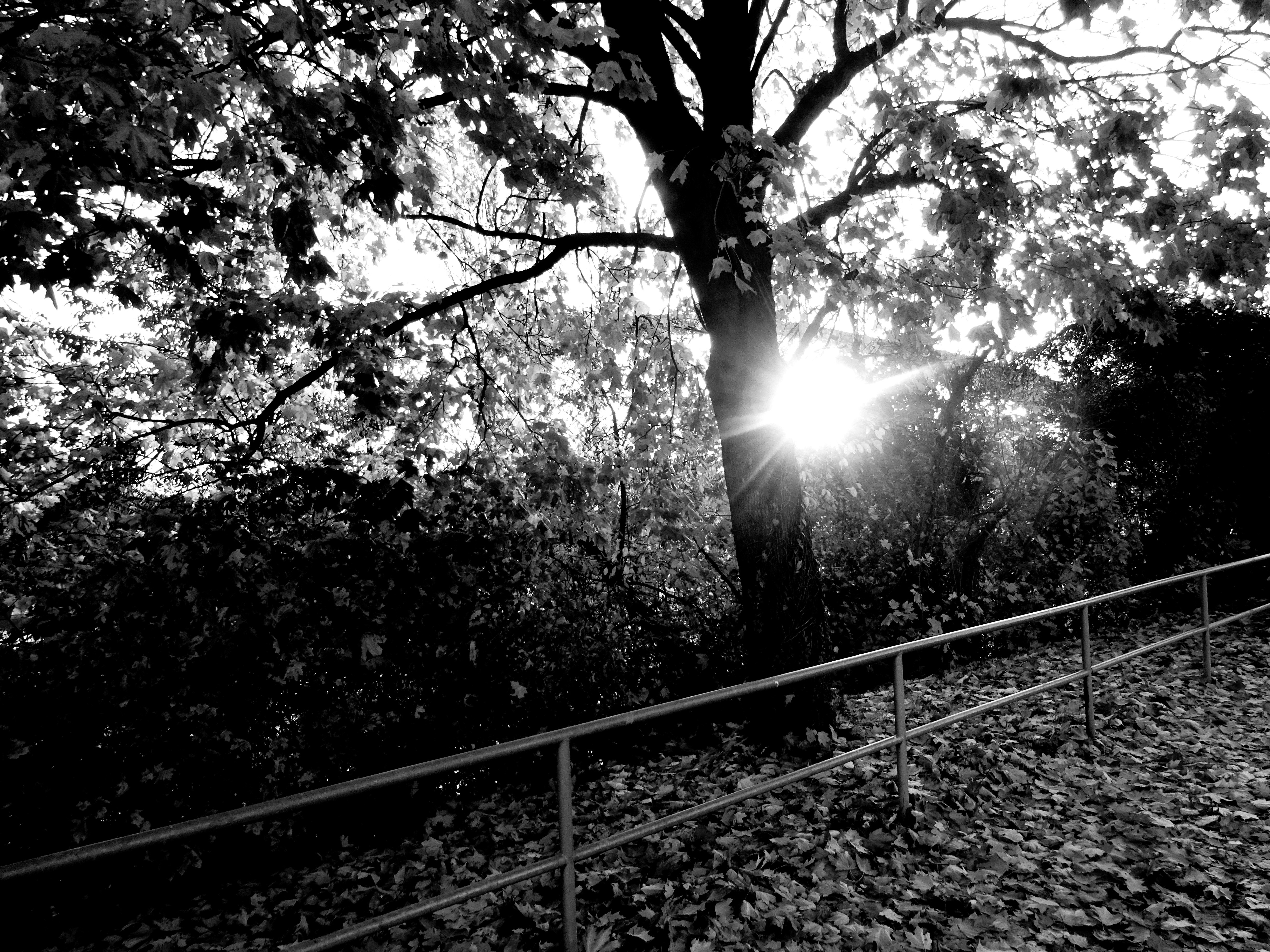 Sunlit Pedestrian Path with Shadowed Rail