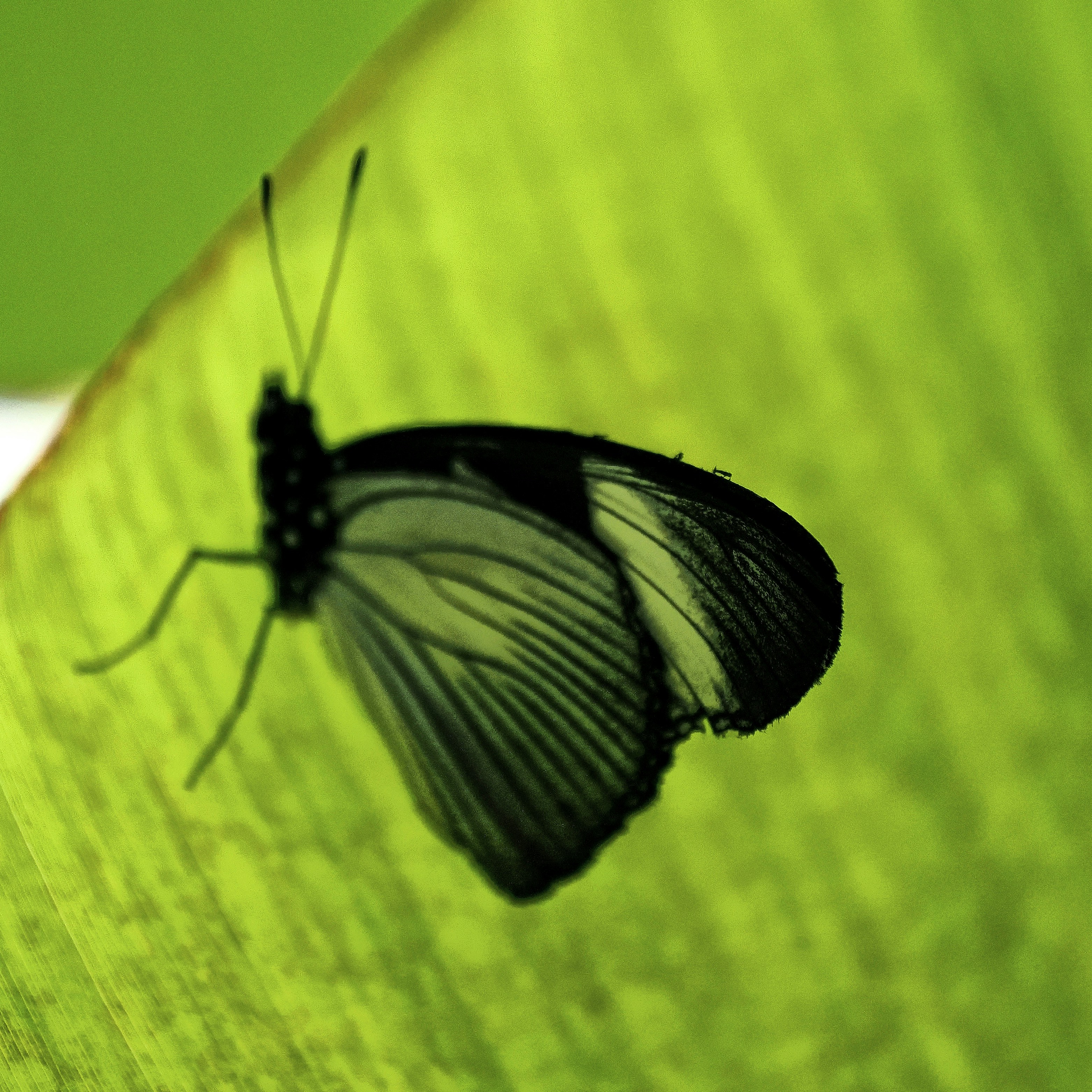 Silent Wing: A Monarch Resting on a Neon Green Leaf