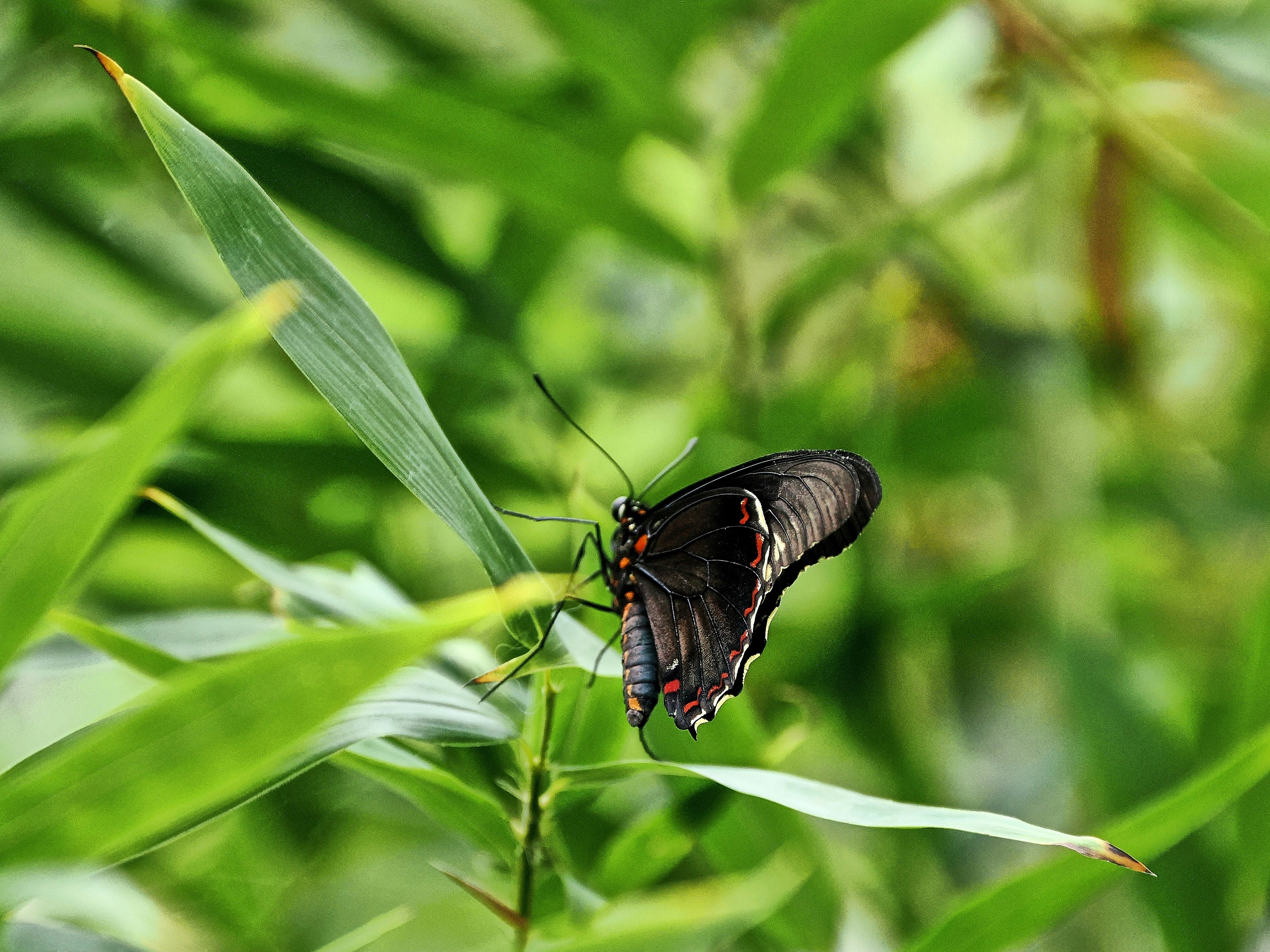 Crimson-edged Glide: a butterfly resting on a blade amid emerald reeds