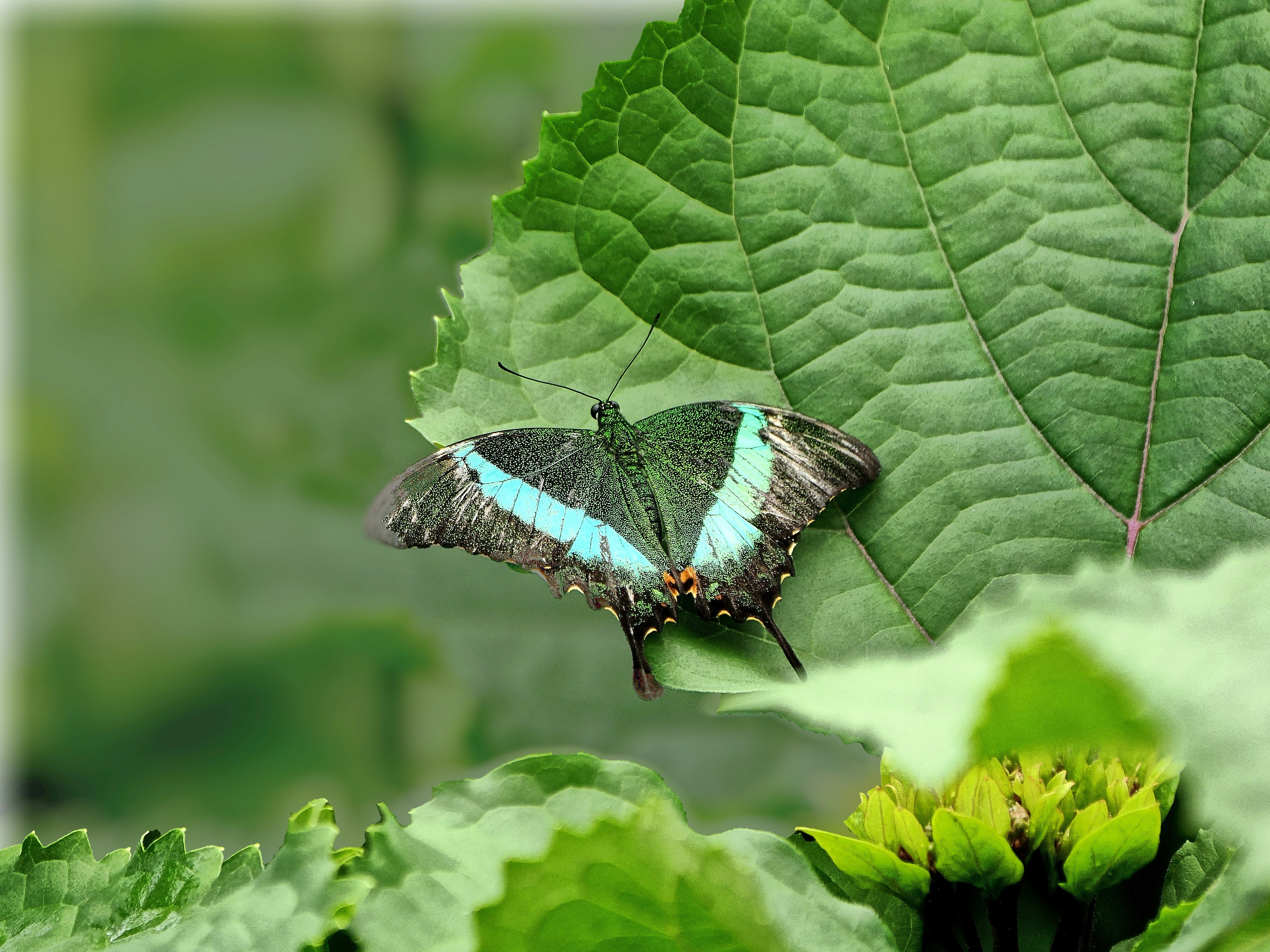 Blue-banded butterfly resting on serrated green leaf
