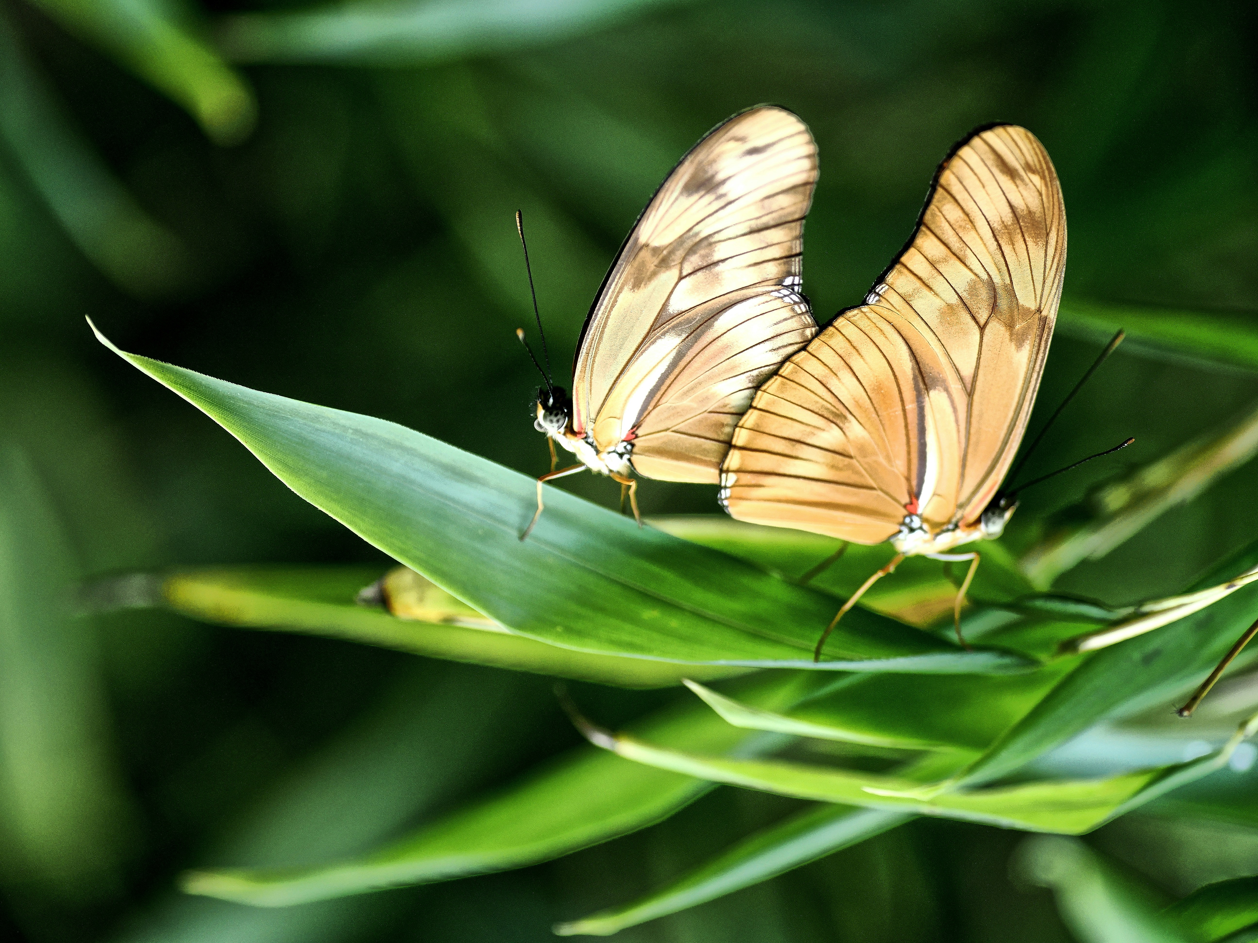 Two Butterflies in Gentle Emergence on Quiet Green