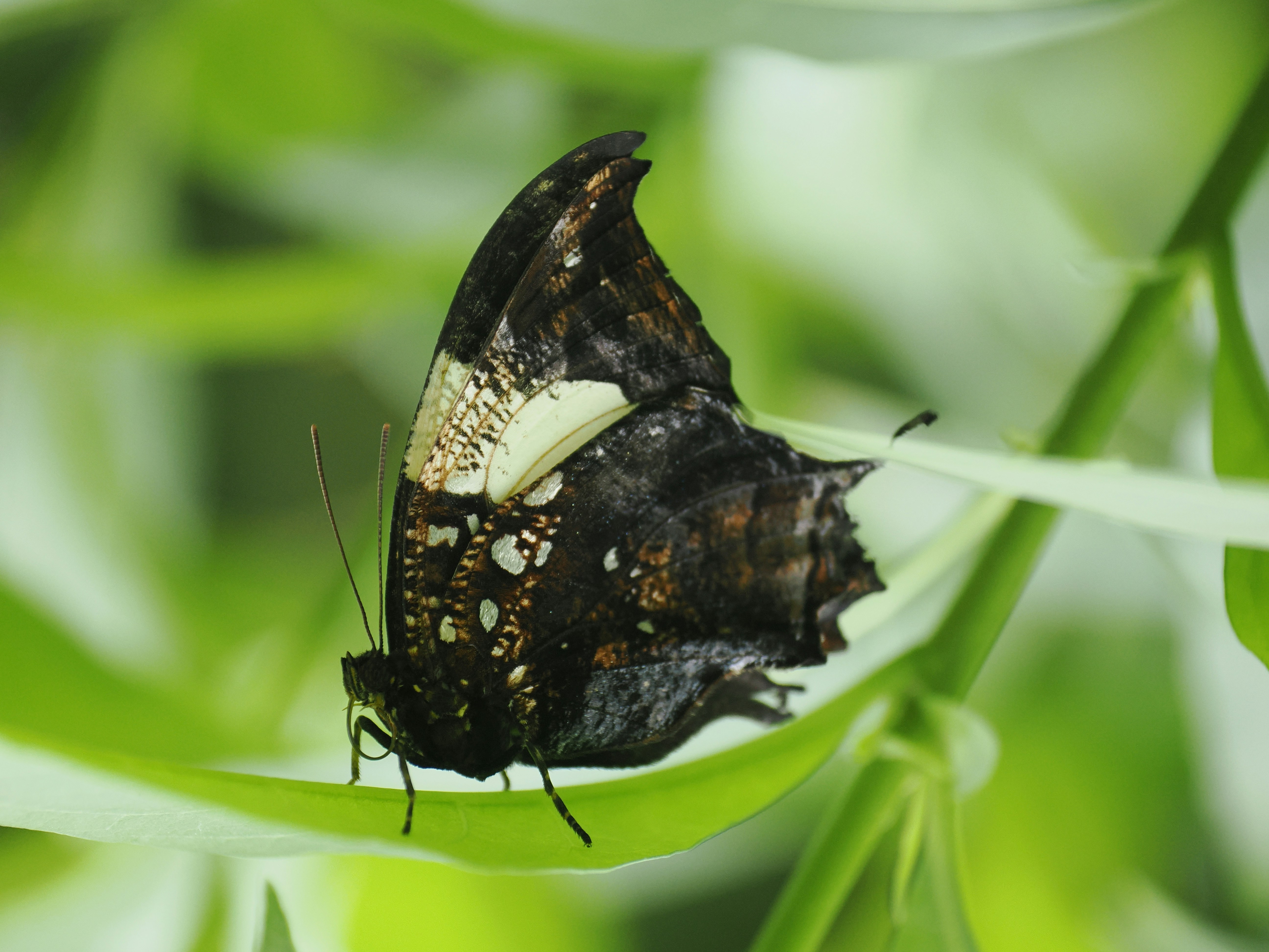 Midflight in Green: a dark butterfly resting on a leaf