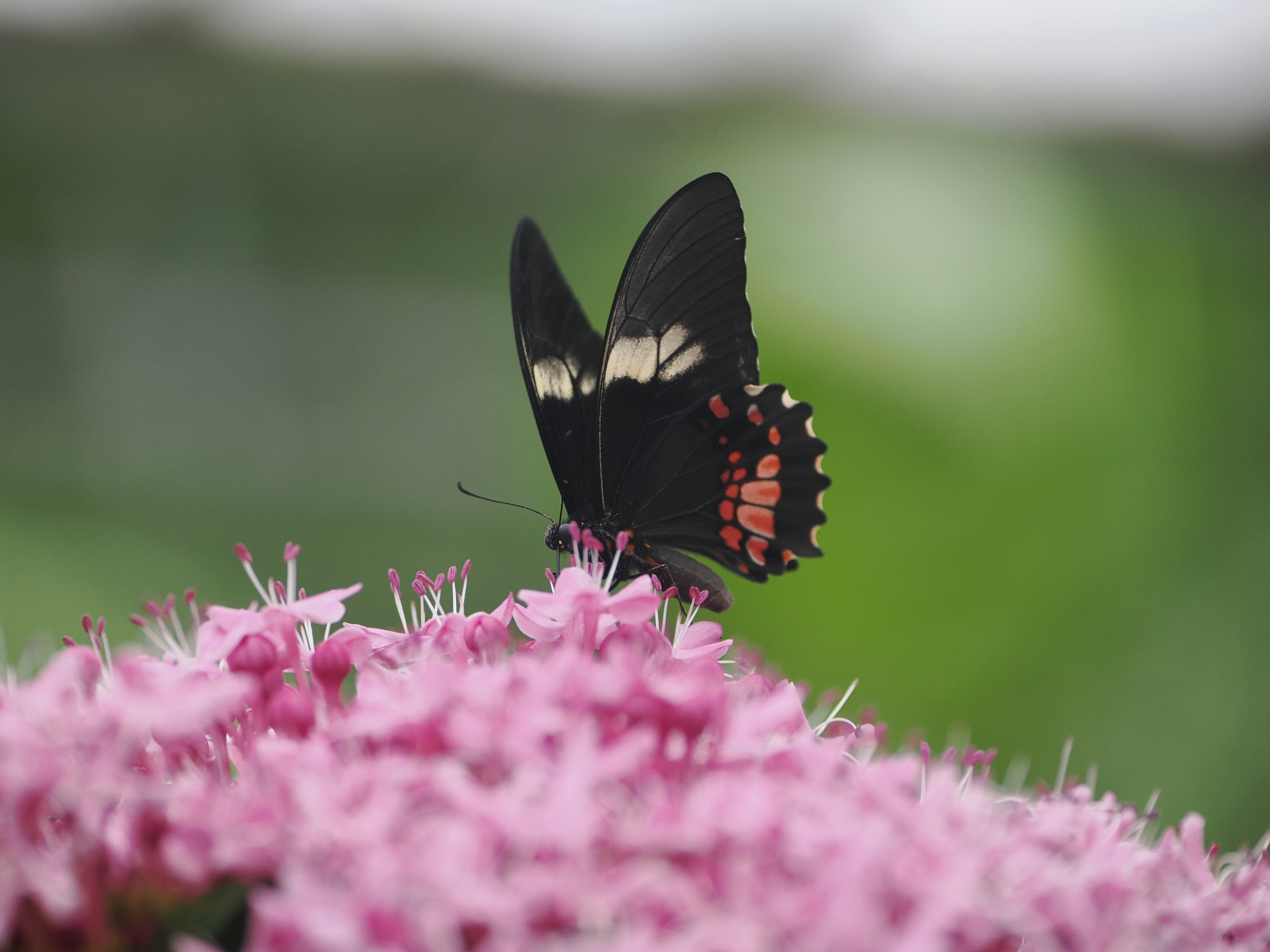 Black butterfly on pink blossoms: a moment of delicate contrast
