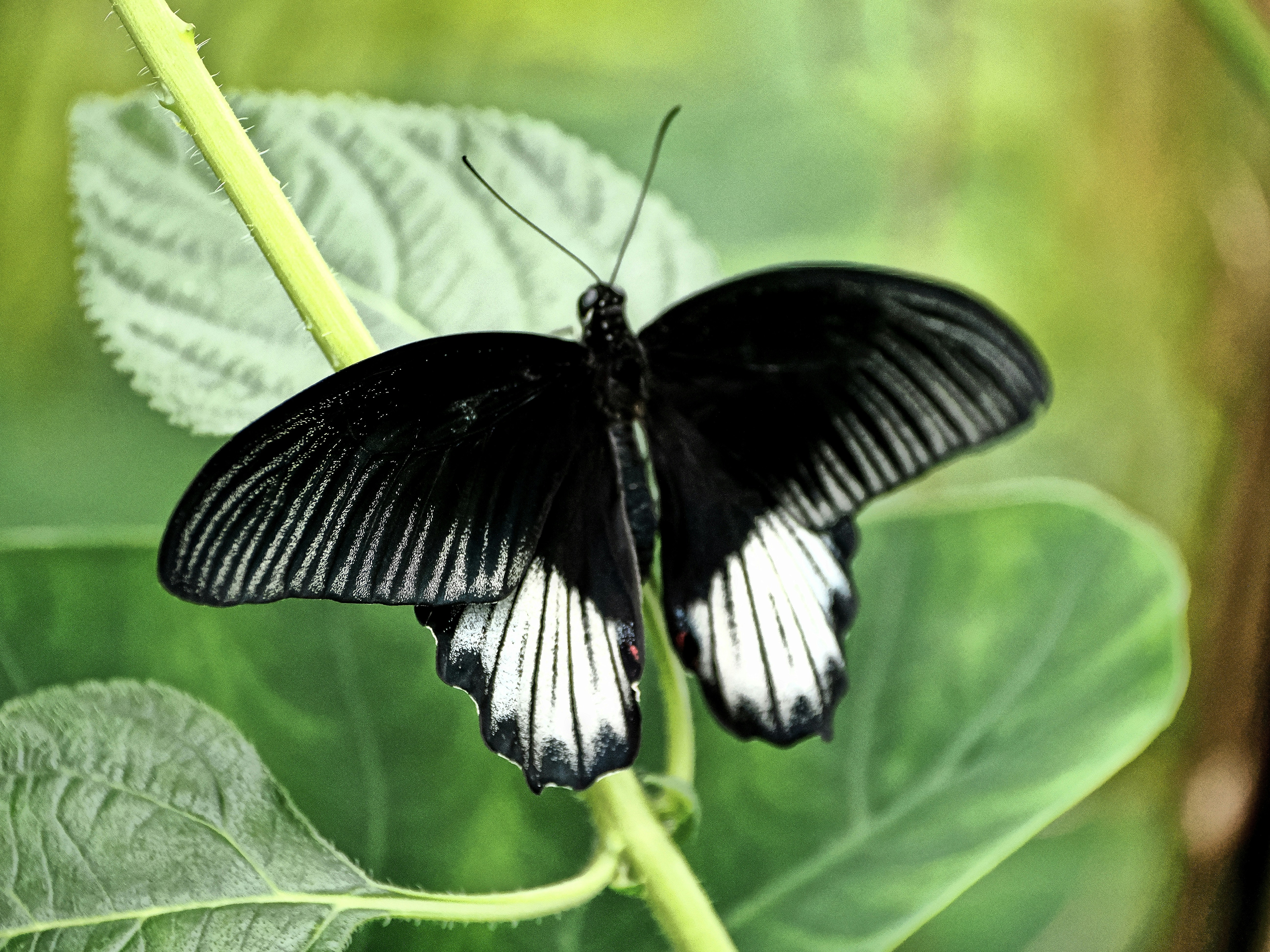 Midflight Grace: Black-white butterfly on a green stem