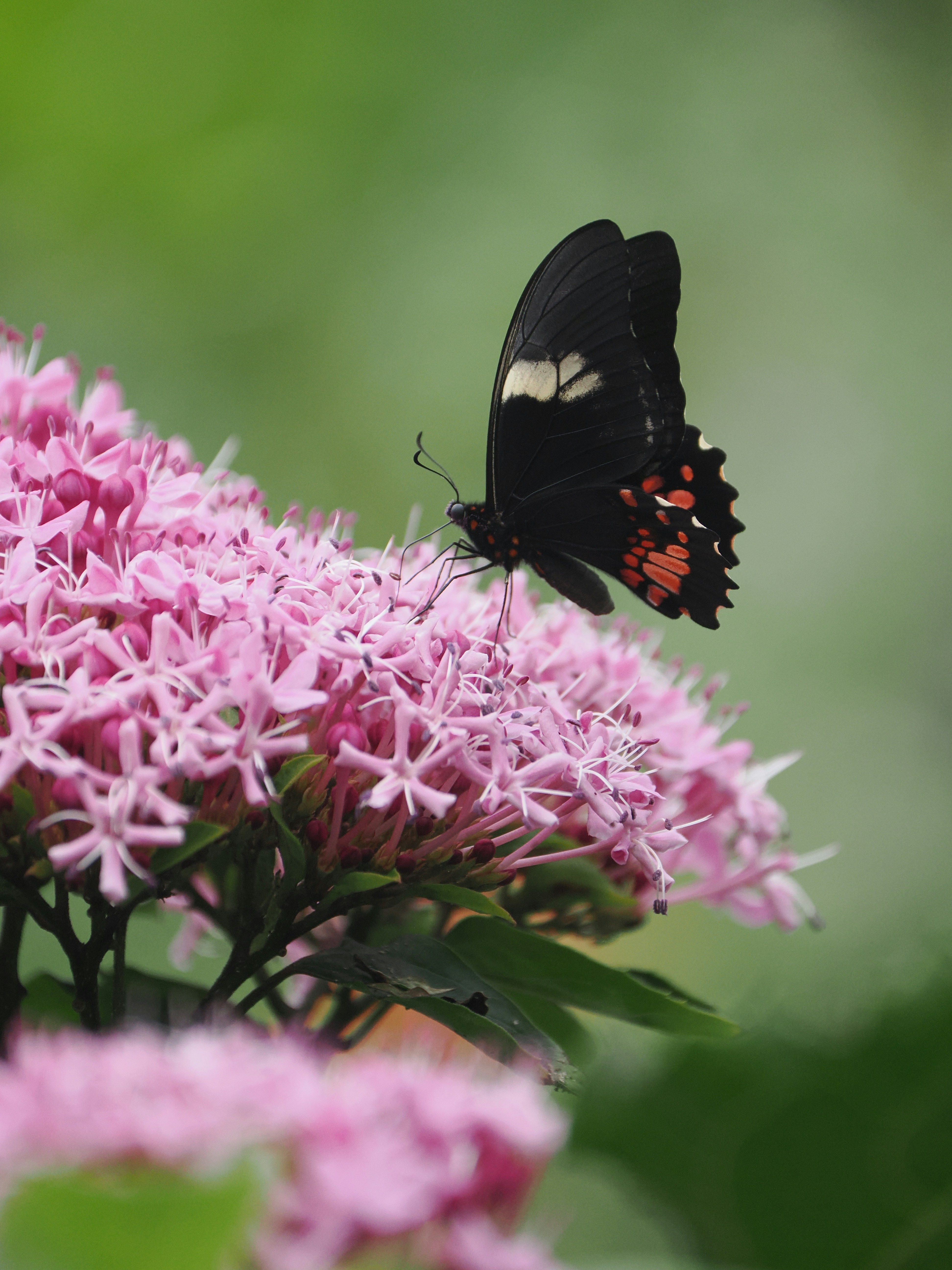 Crimson-winged Beauty on Blush Congregation