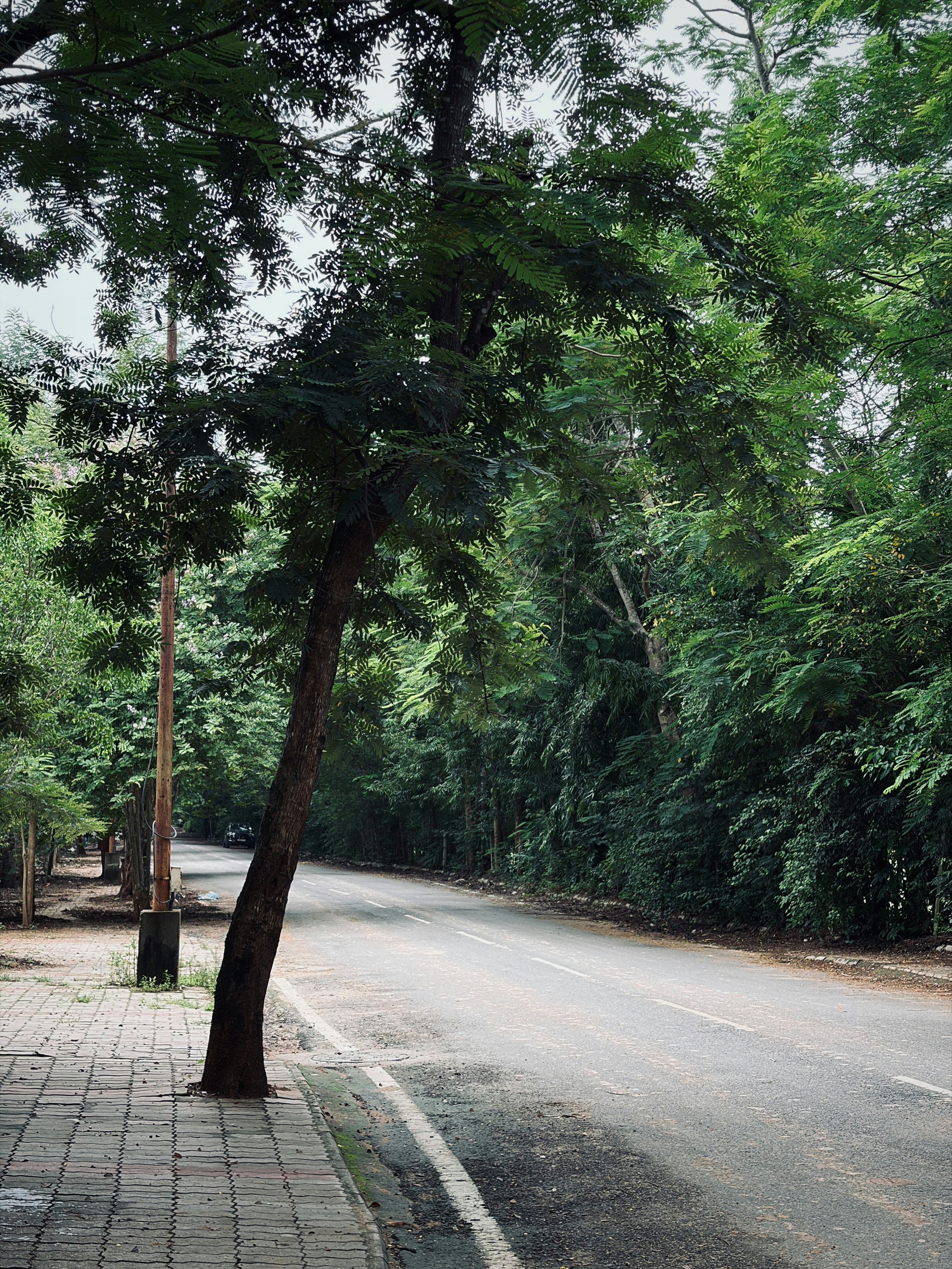 A Quiet Avenue Bordered by Whispering Canopy