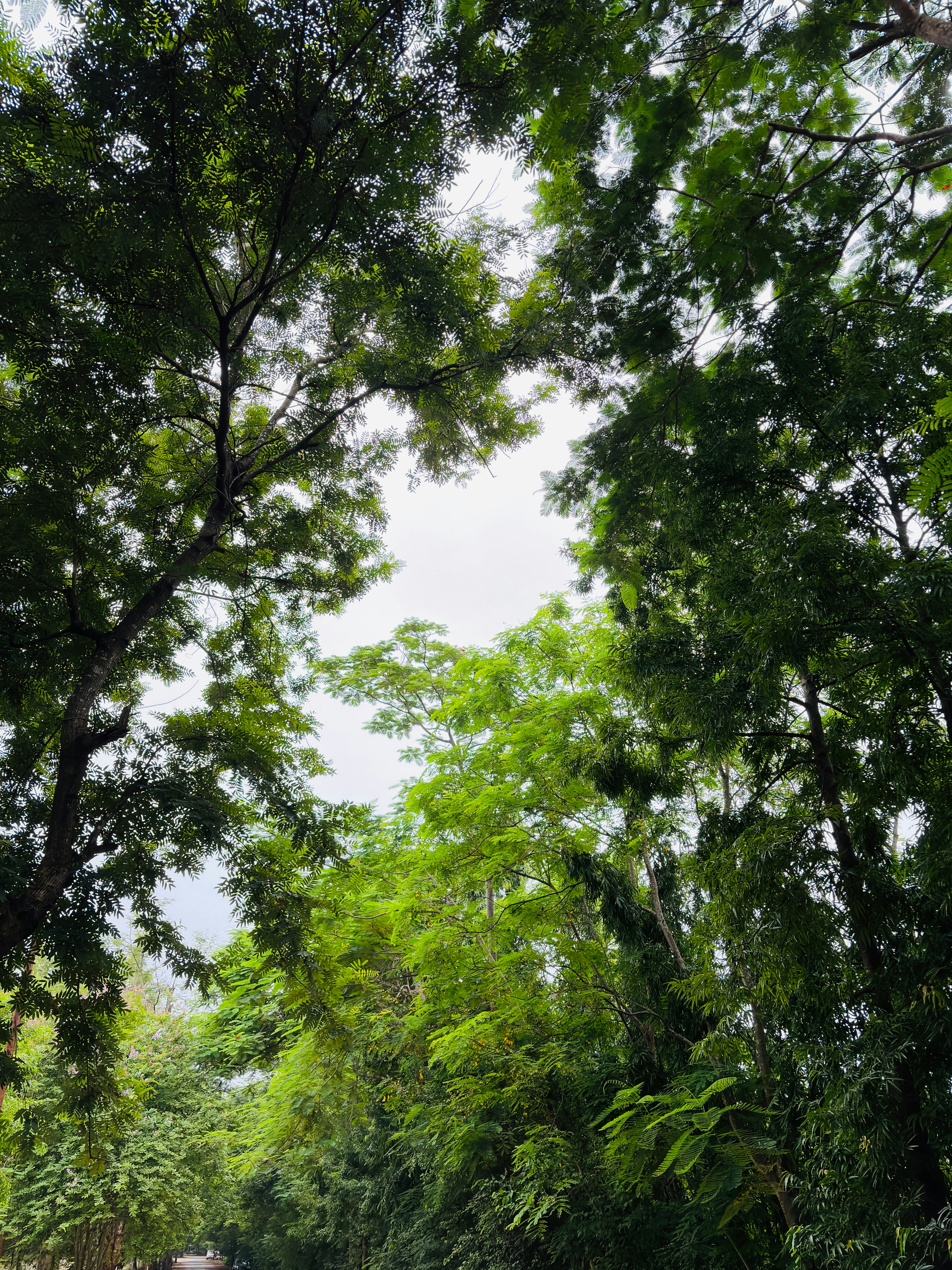 Canopy Cathedral: Sunlight Filtering Through Dense Greenery