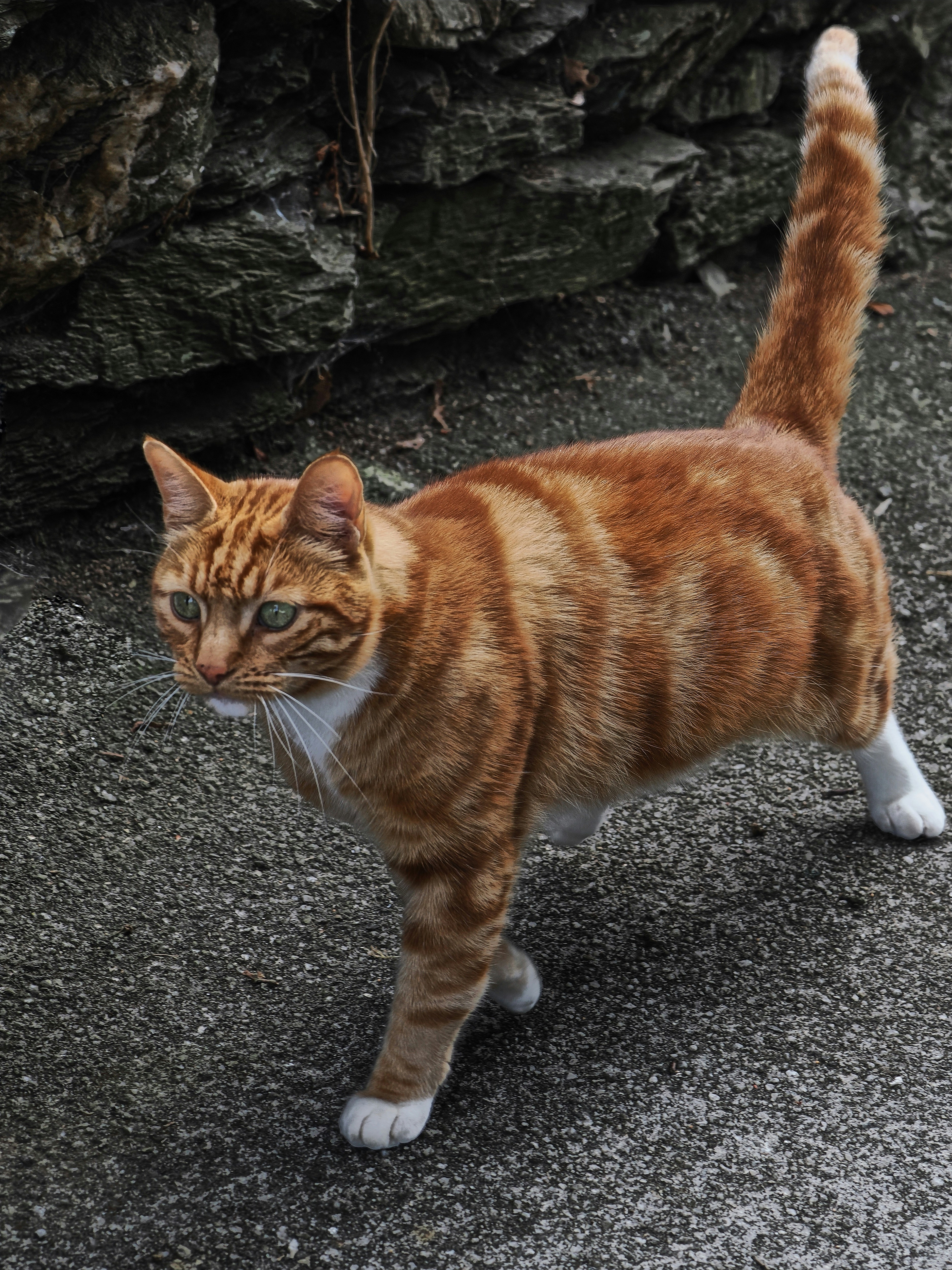 Amber Strider: A residential cat prowls the gravel path