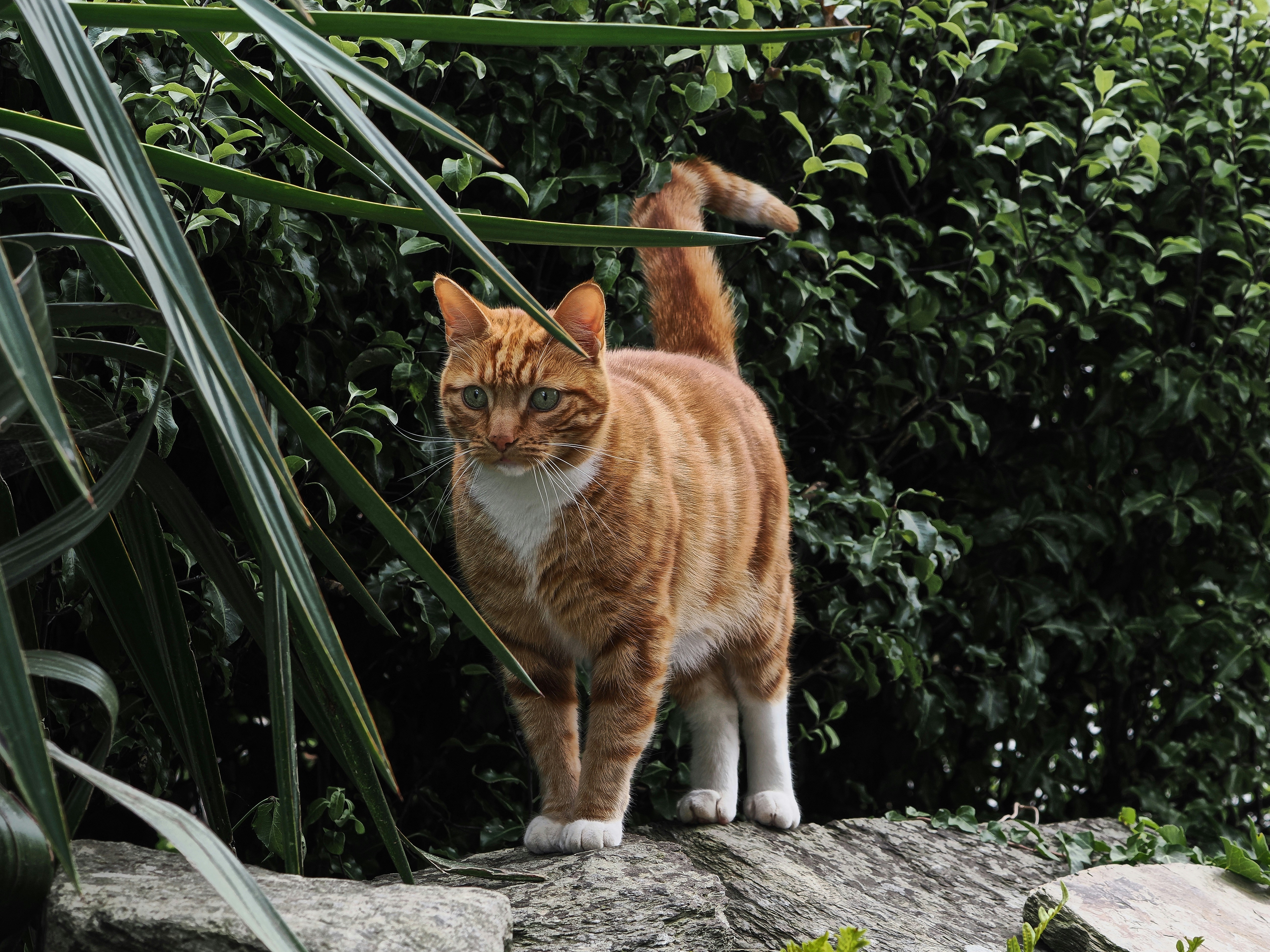 Orange Cat in Green Hedge: A Sturdy Fence-Side Stare