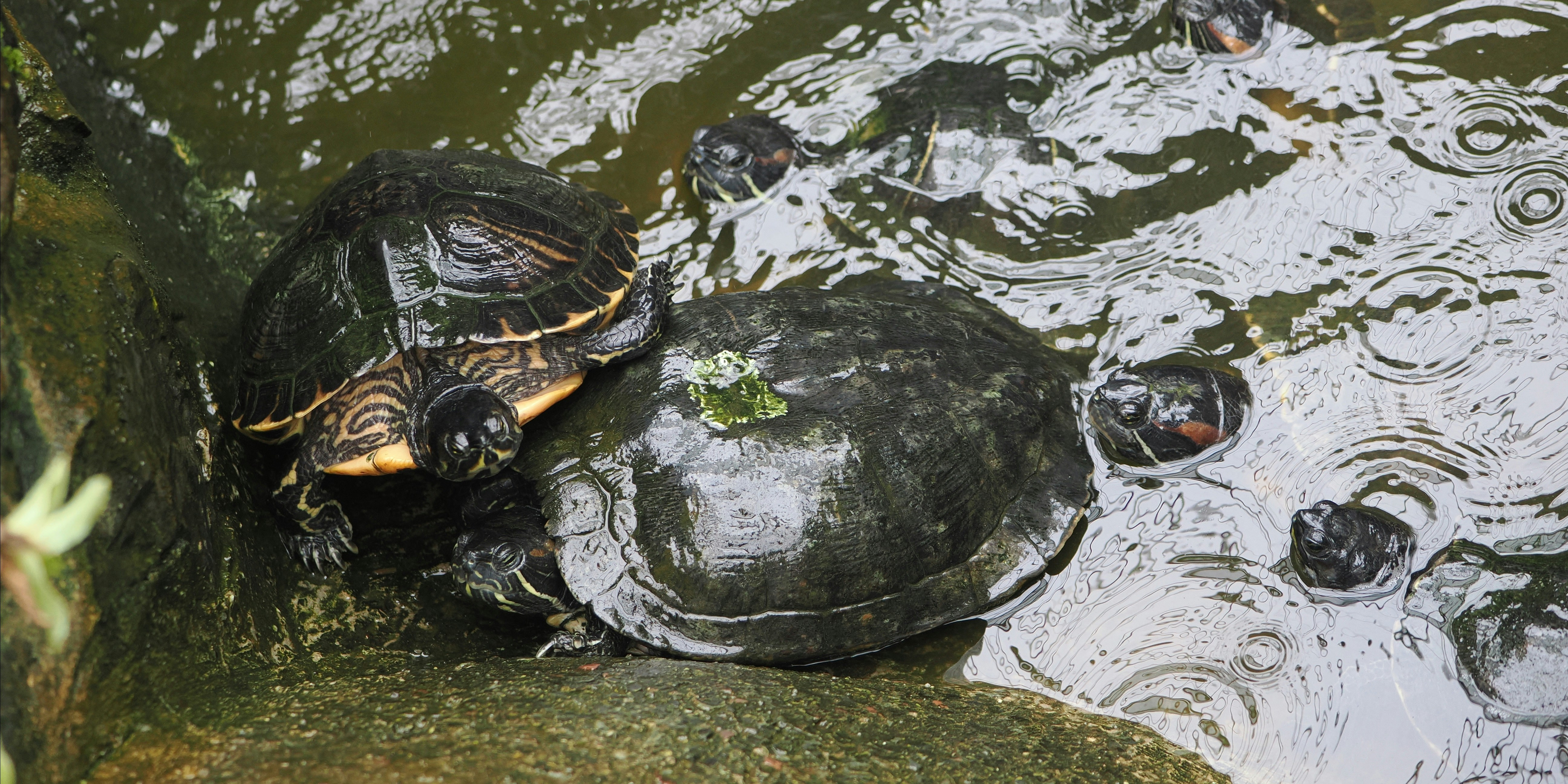 Emerald River Turtles: A Quiet Moment on Slick Stones