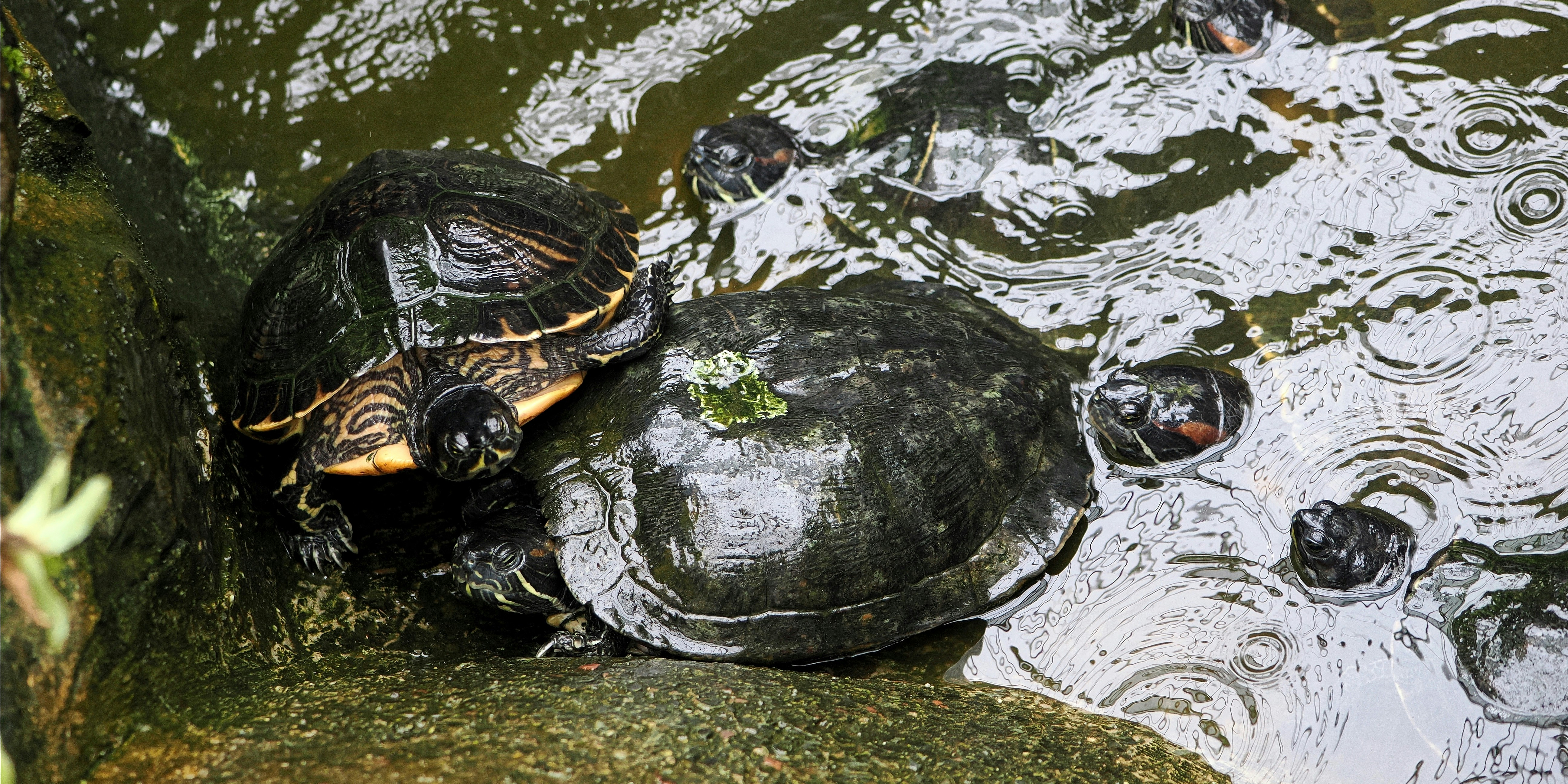 Softly tethered in ripples: a turtle’s quiet retreat