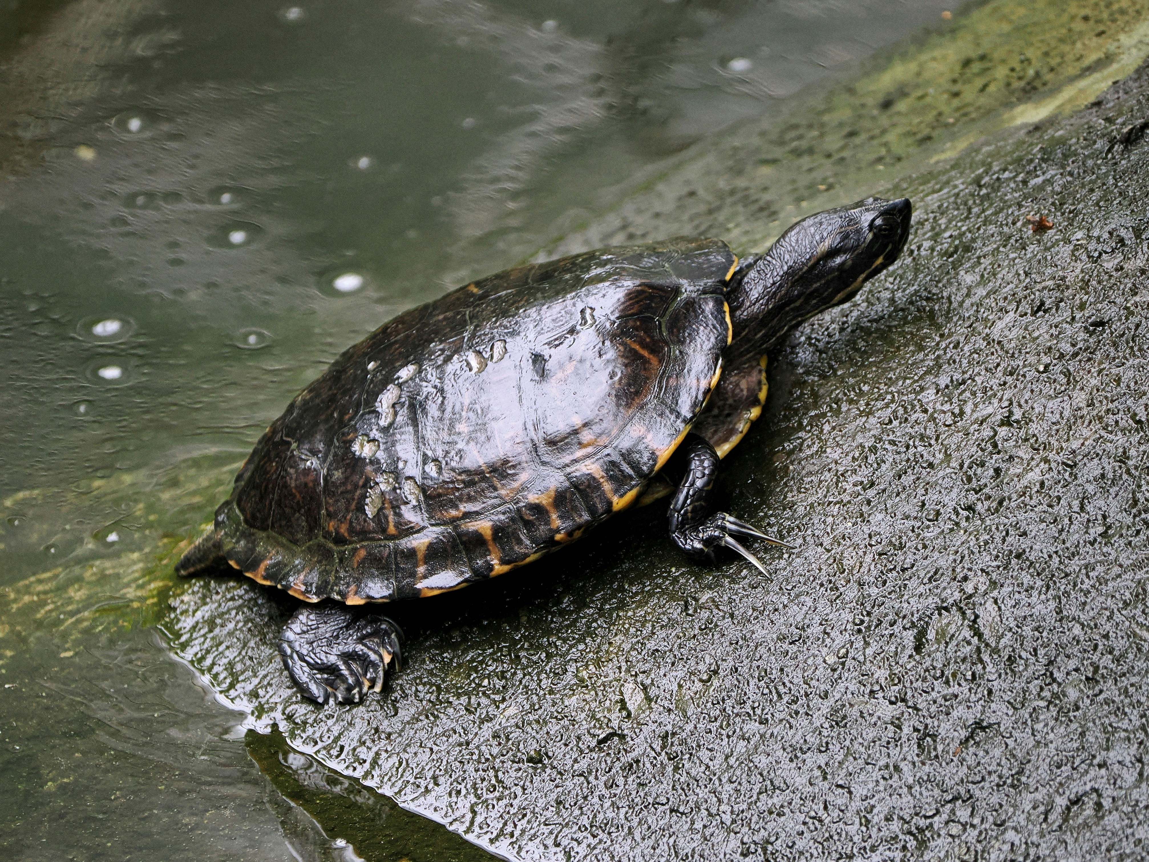 Sunlit Surfer: A Turtle Resting by the Riverbank