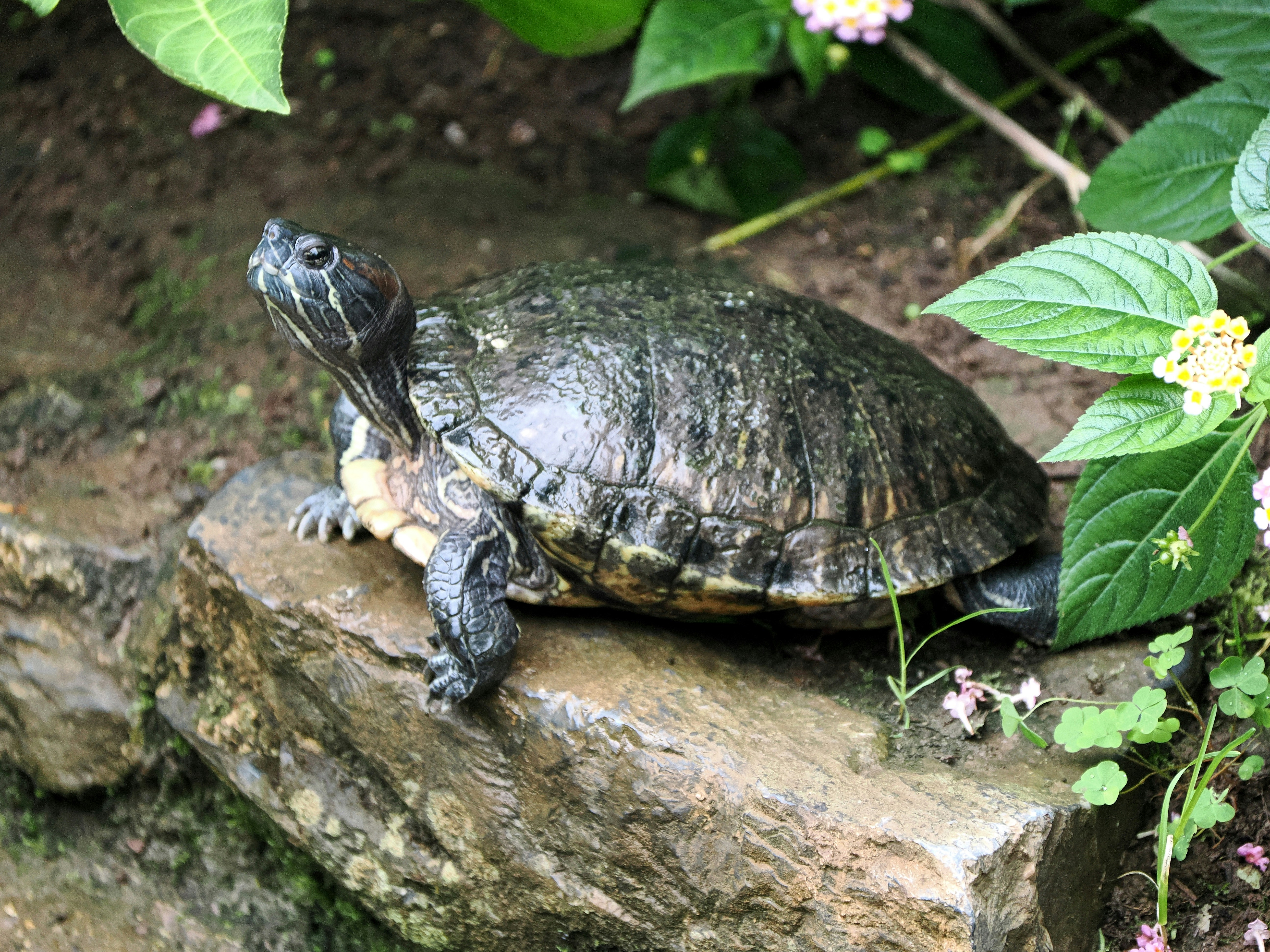 Armor-clad Terrestrial Stalker Sunbathing on a Rock