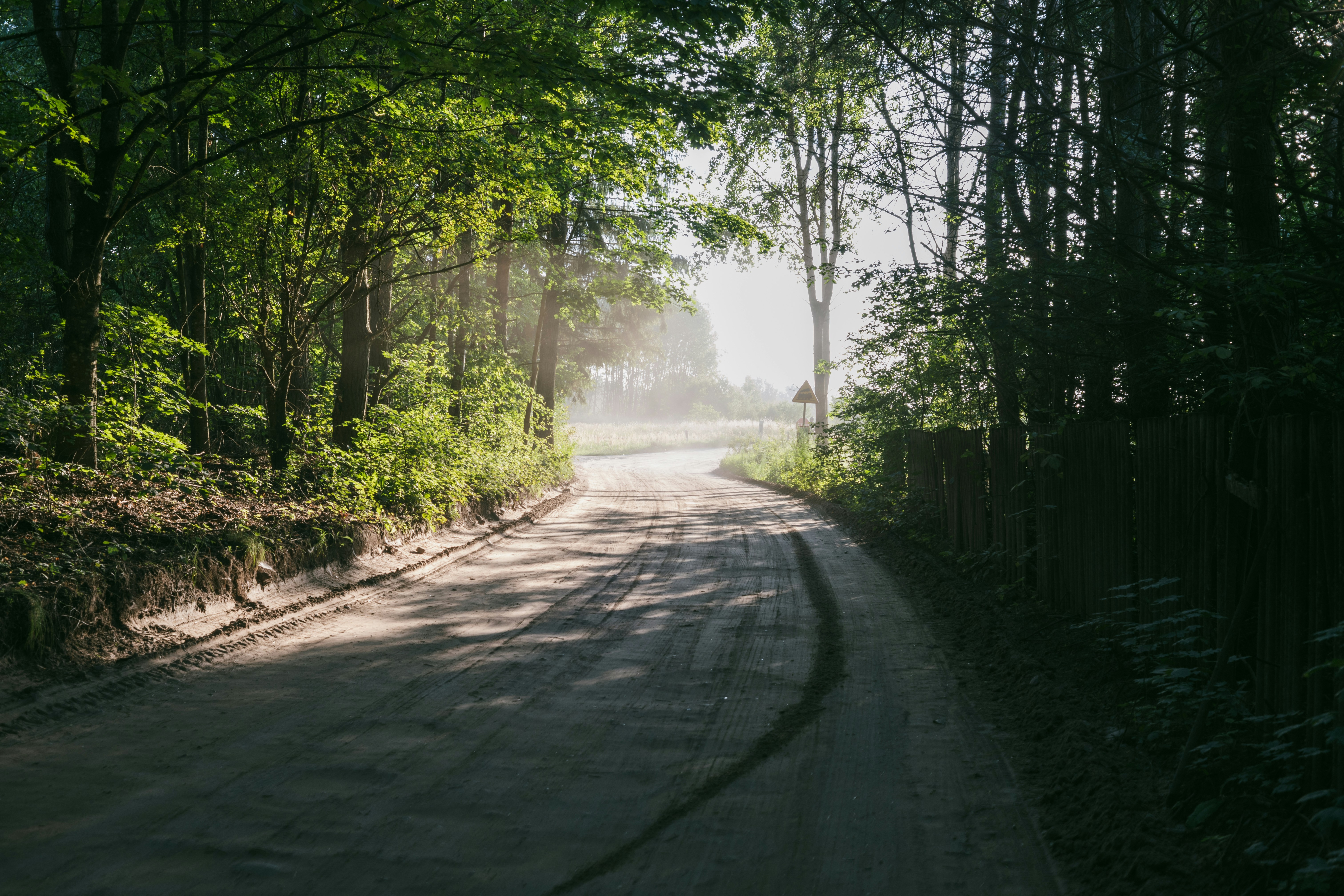 Sunlit dirt road winds through a green forest, with shadows and a bright vanishing point in the distance.