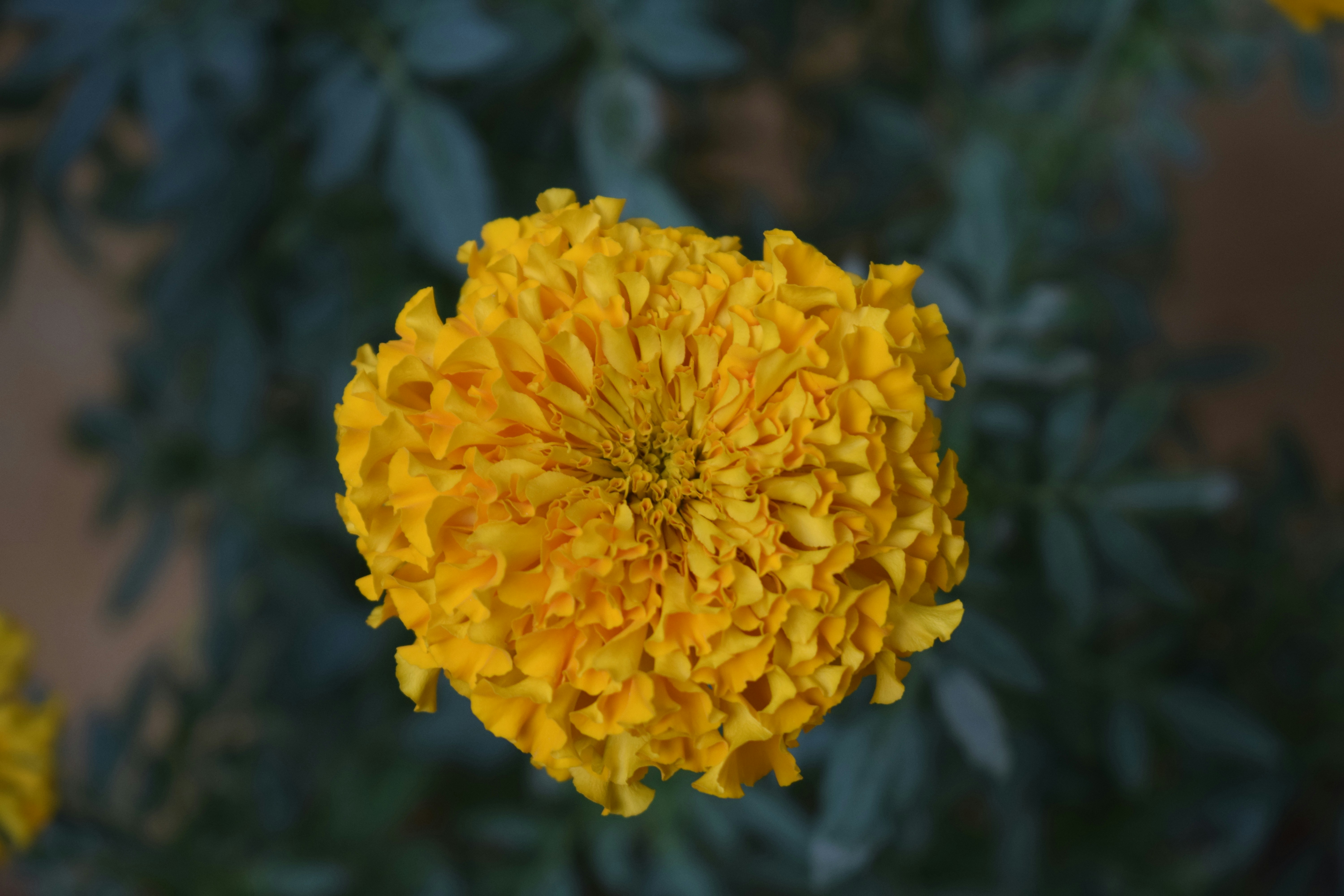 Golden Zentangle: A Marigold in Soft Focus Against Quiet Foliage