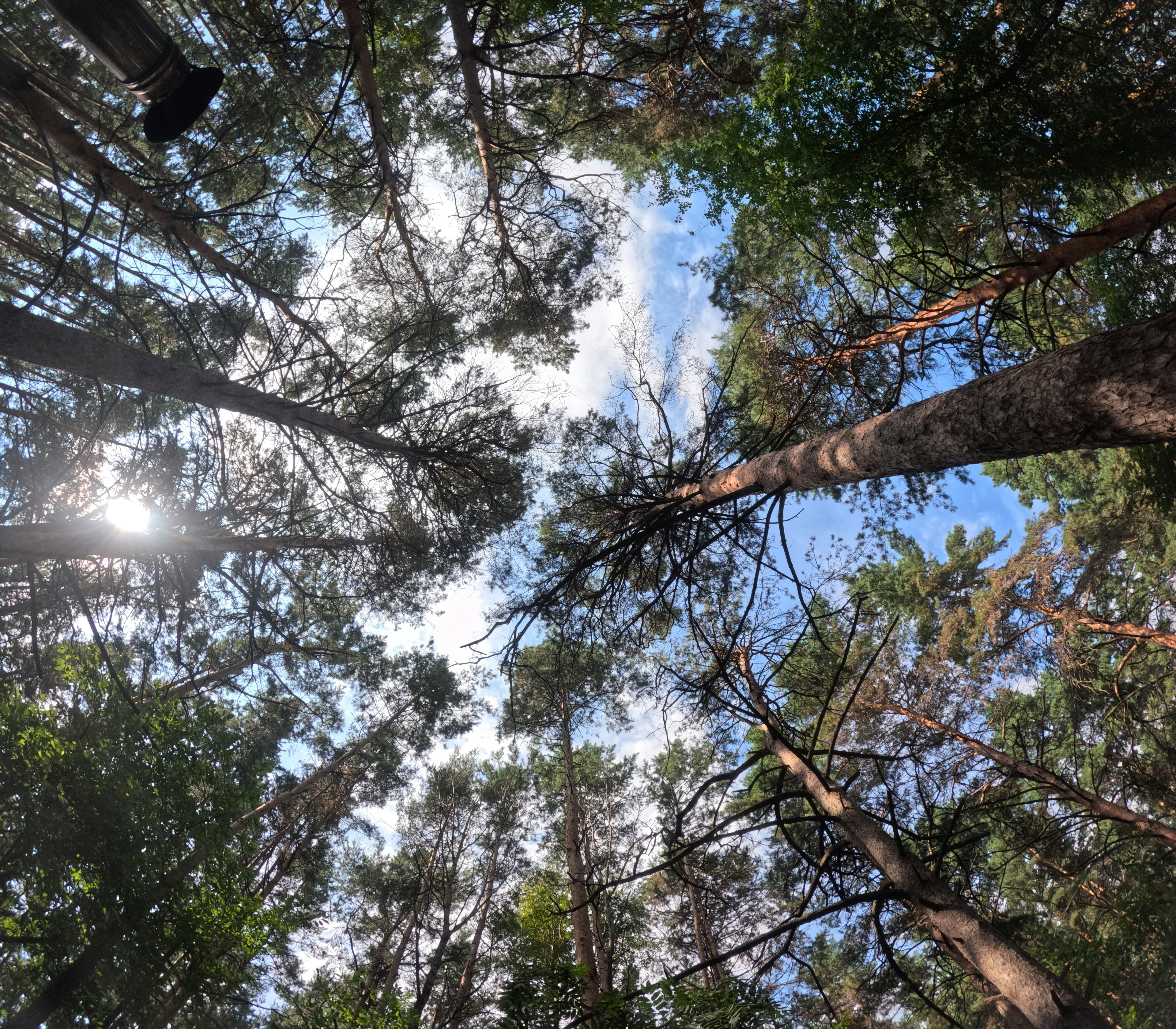 Skyward Canopy: Sunlight Piercing a Sea of Pines