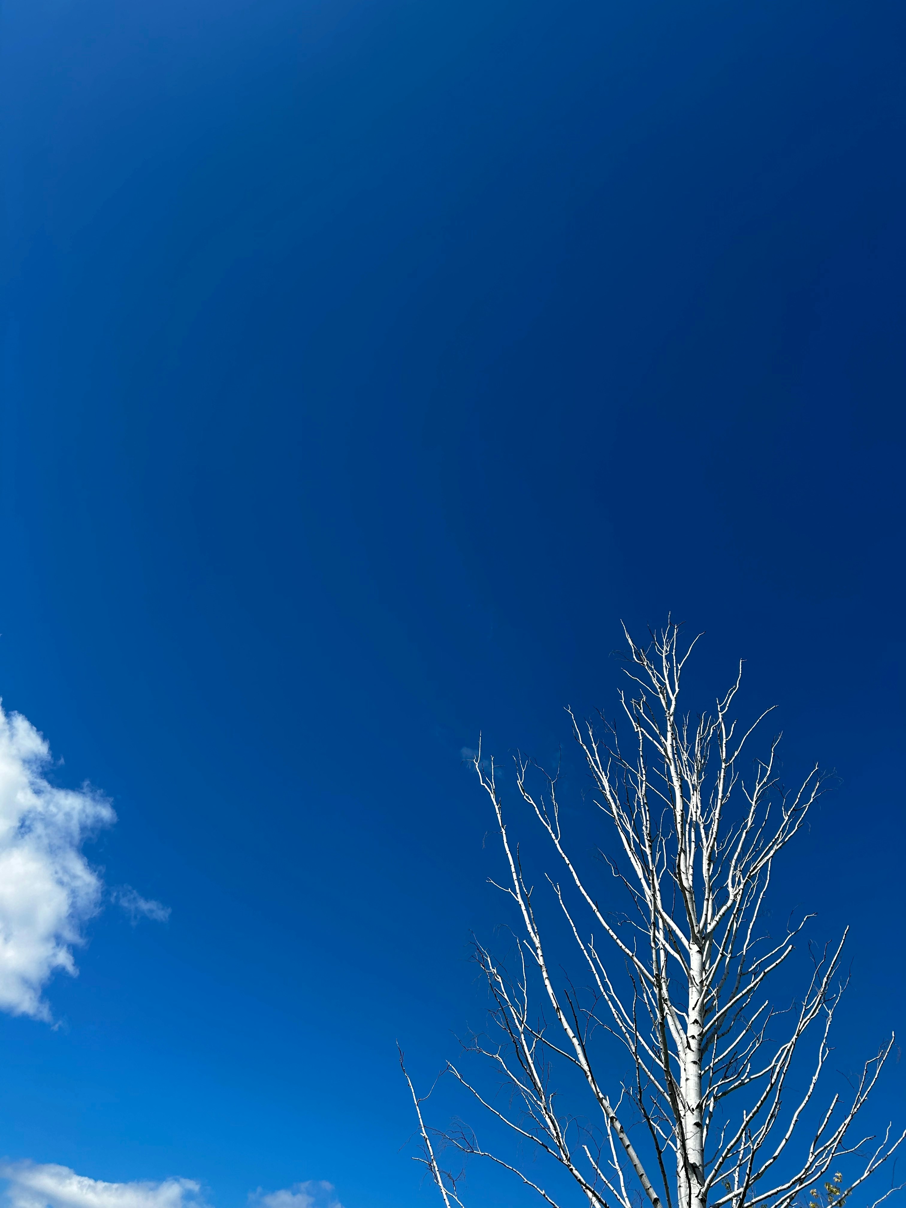 Leafless Tree Reaching Into a Vivid Sky