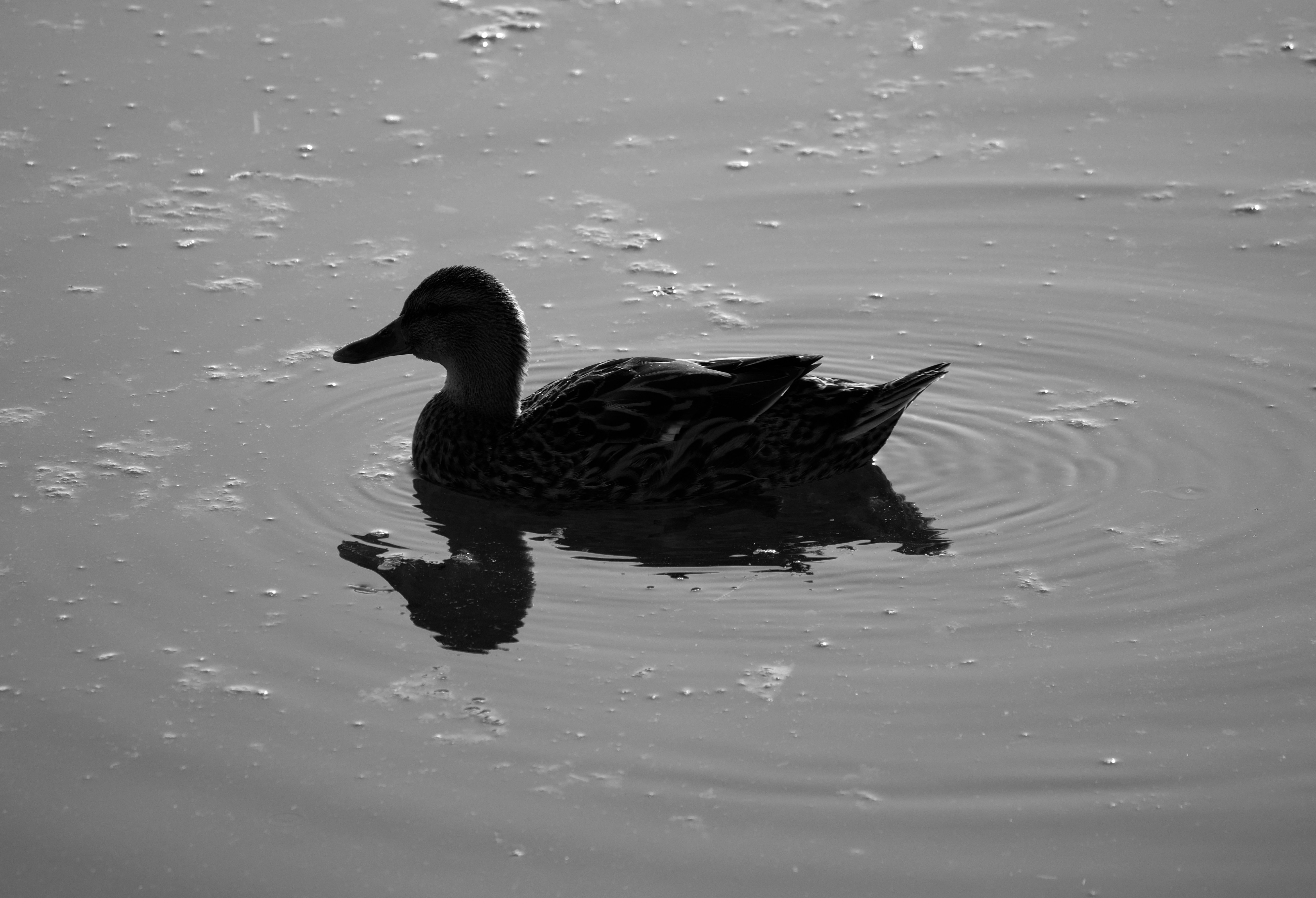A solitary duck gliding through a sunlit ripple