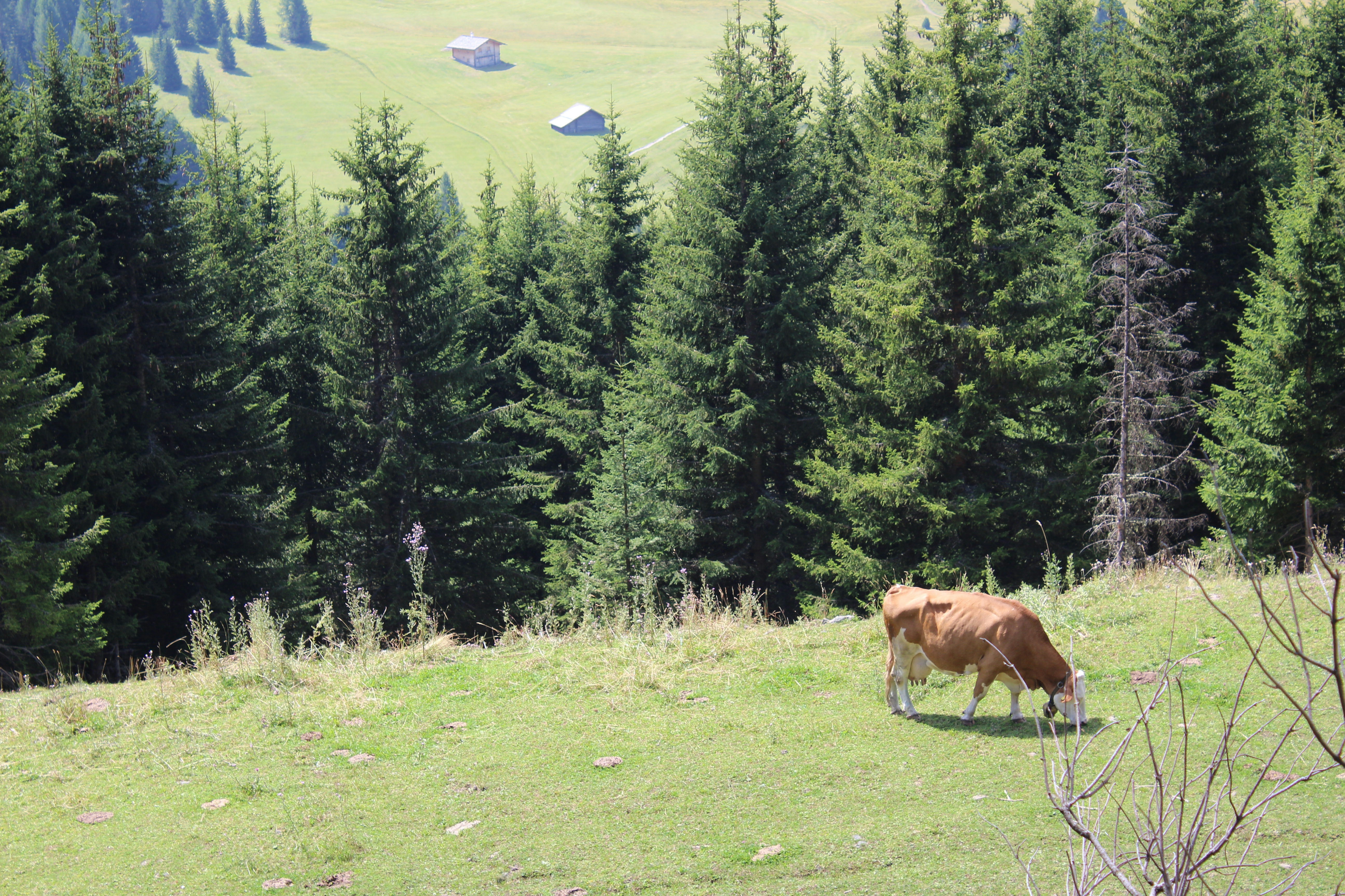 Herding Light on Alpine Meadow