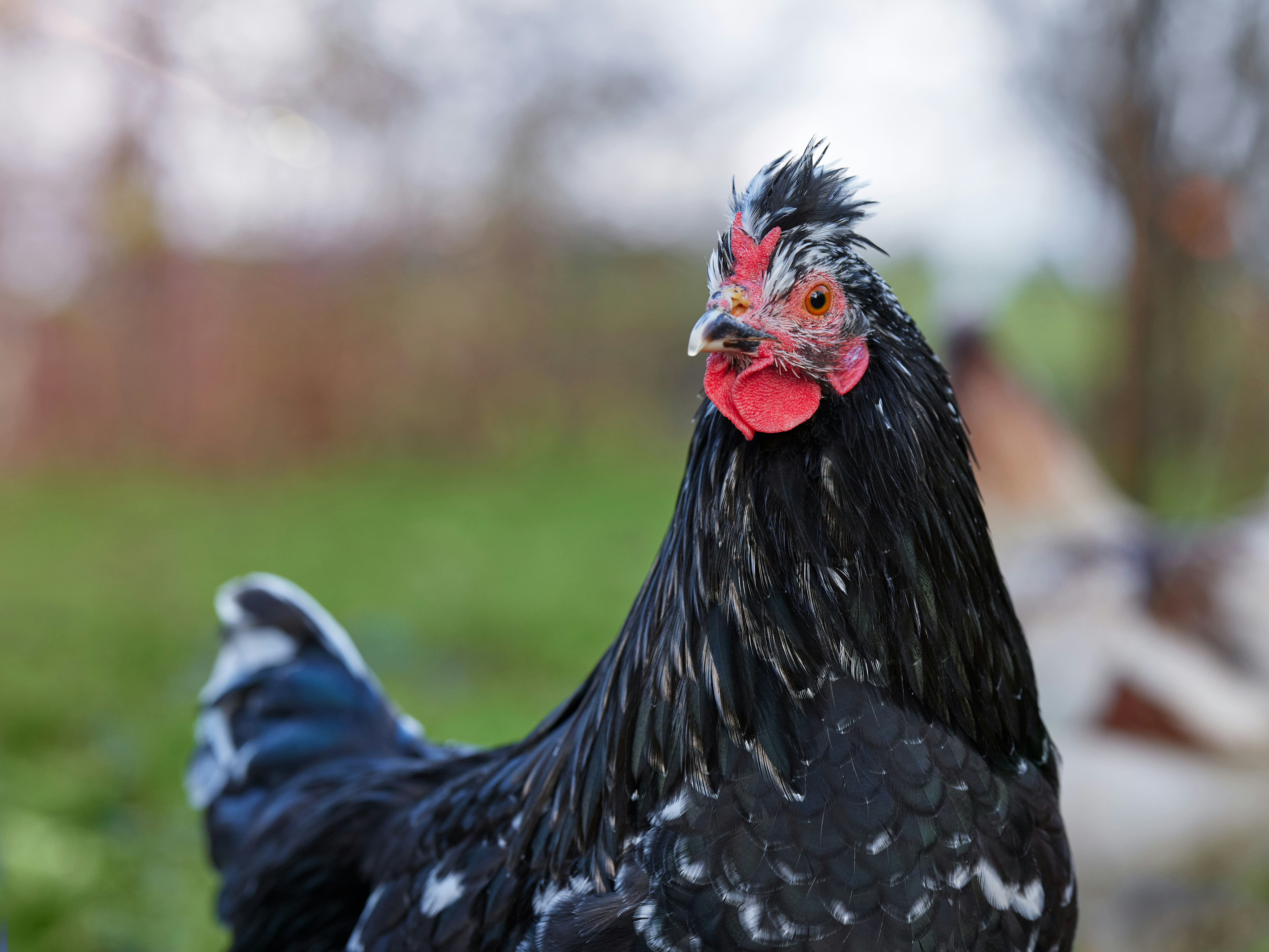 Crowned in Black: A Proud Hen Stares Down the Camera