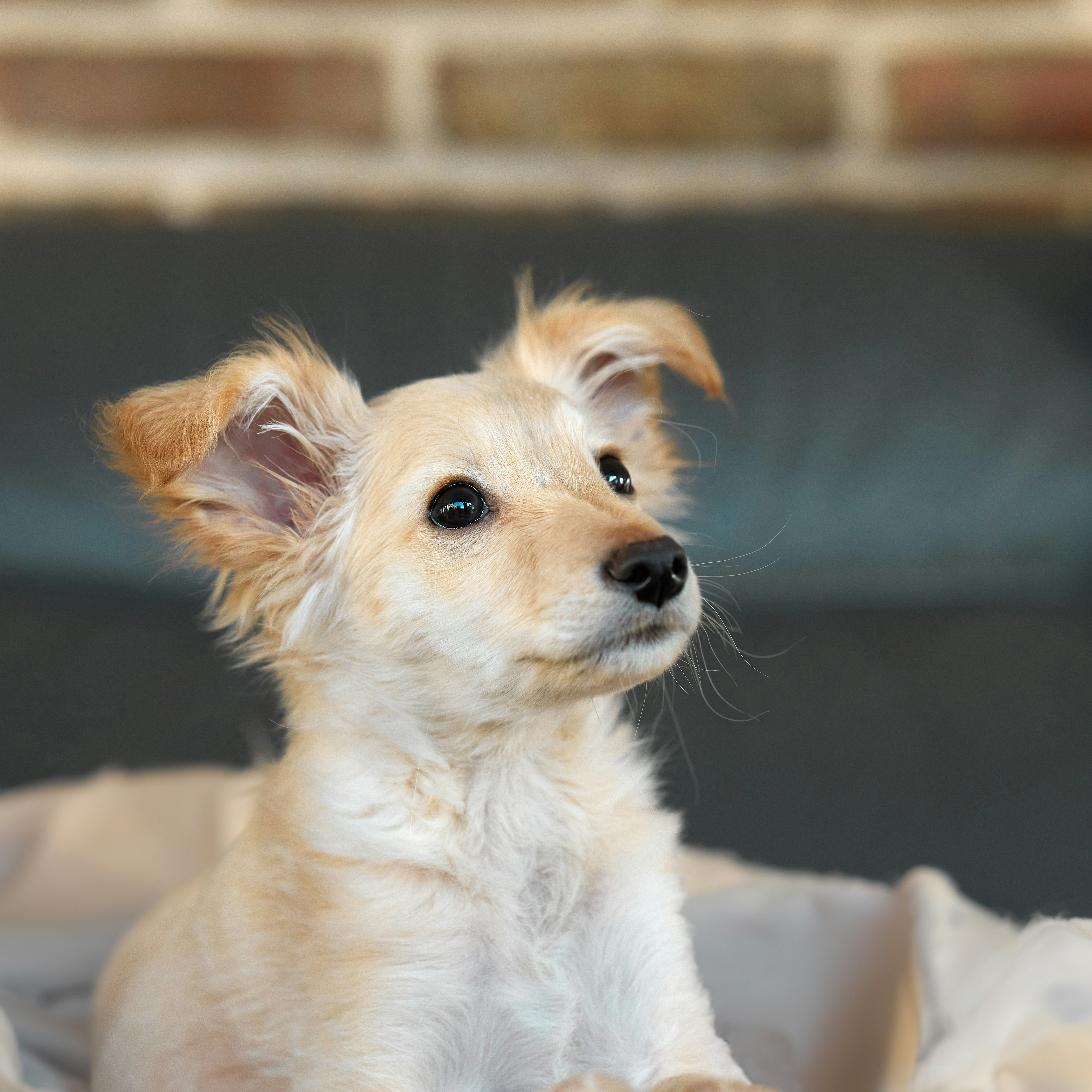 Curious Pup: Soft Focus on a Golden-Eyed Foxy-Charm