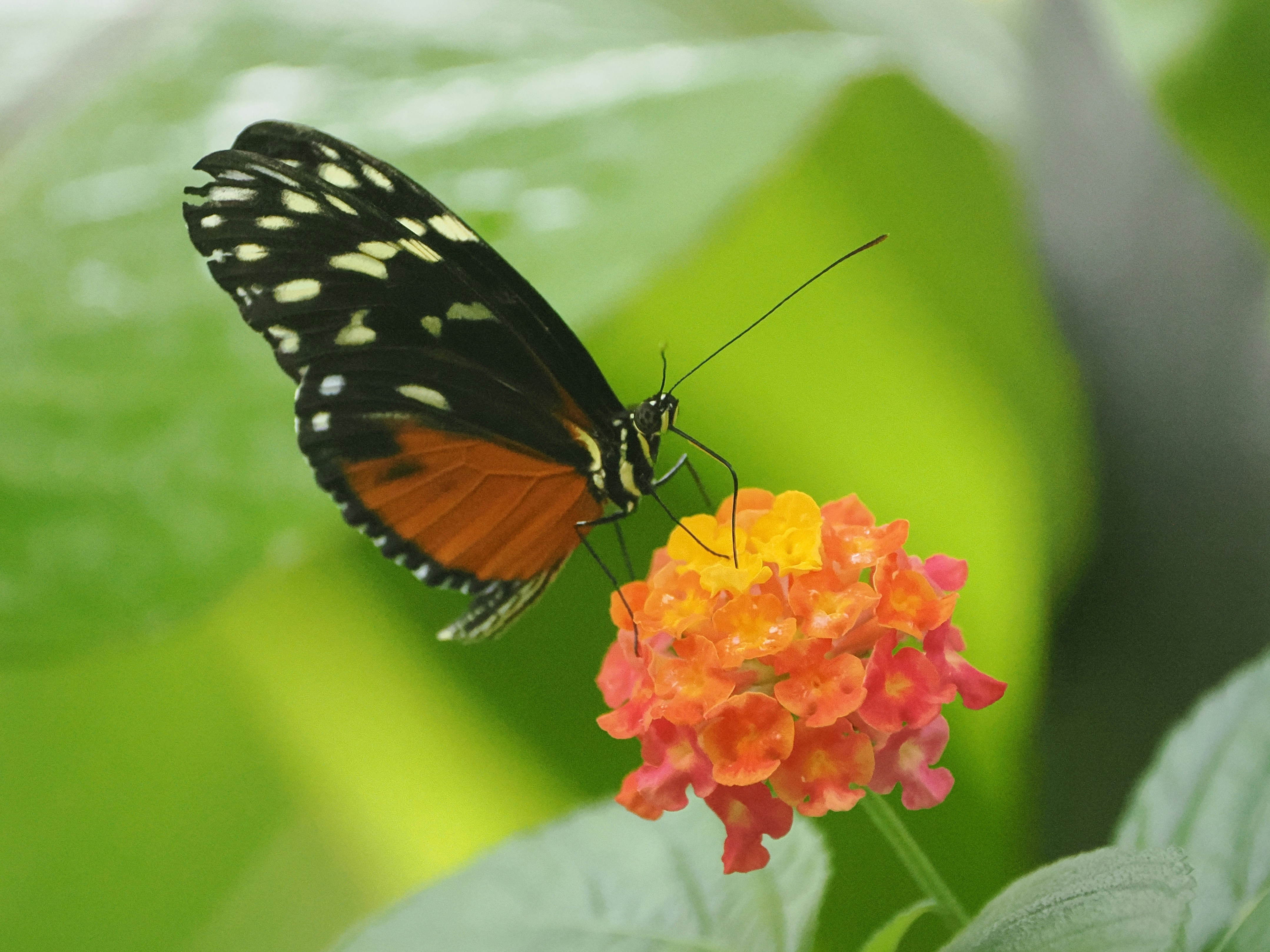 Fluttering Focus on a Gentle Orange Bloom