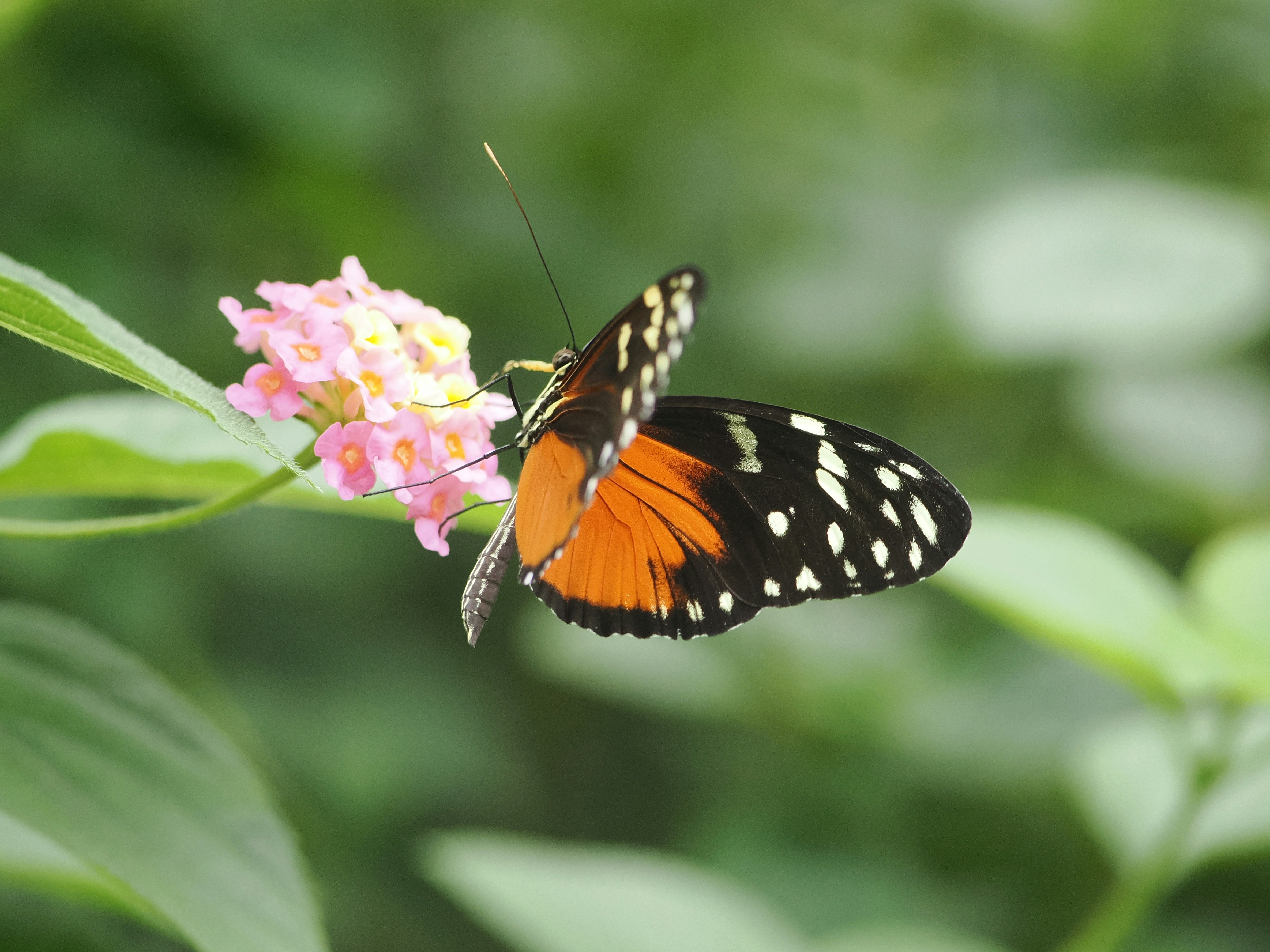 Butterfly on Pink Blossom: a Moment of Vivid Orange and Black