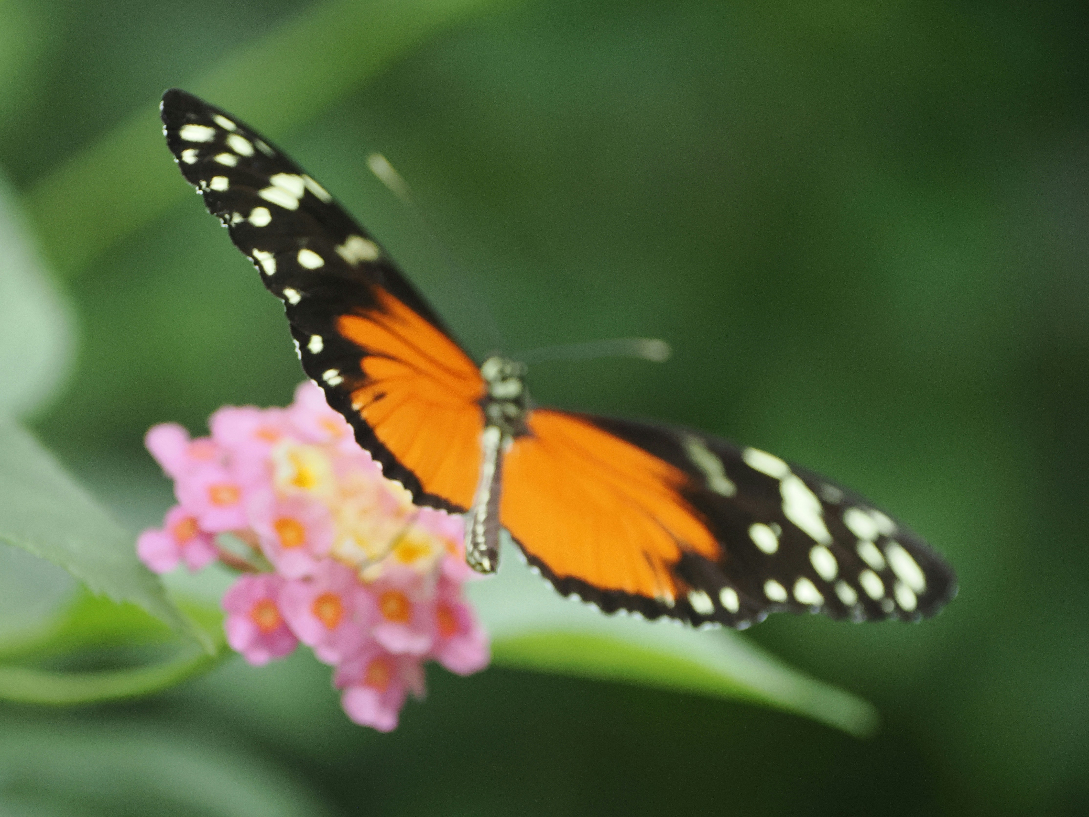 Vivid Orange Monarch Resting on Pink Bloom