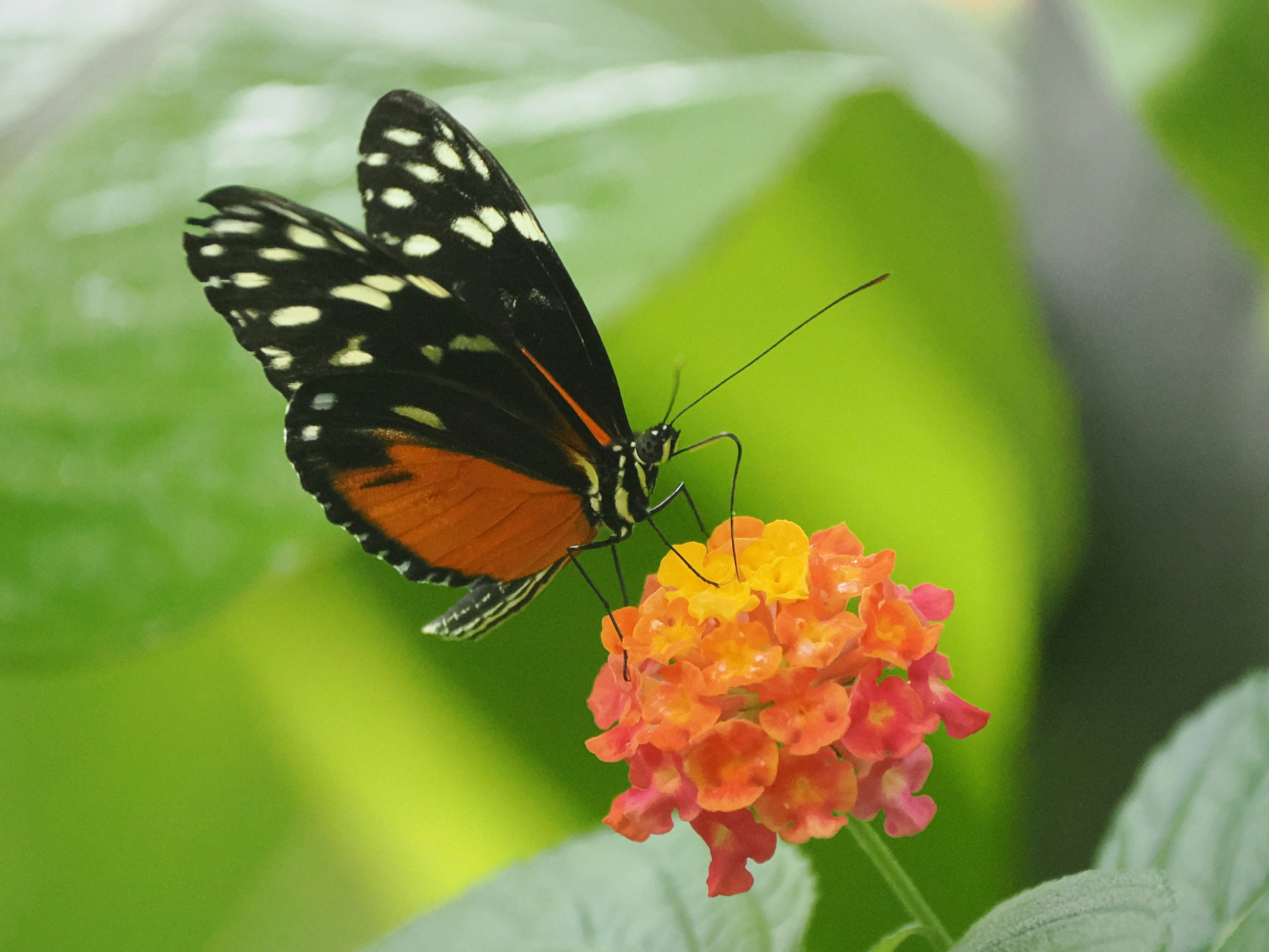 Fluttering Spotlight: butterfly on a warm orange cluster