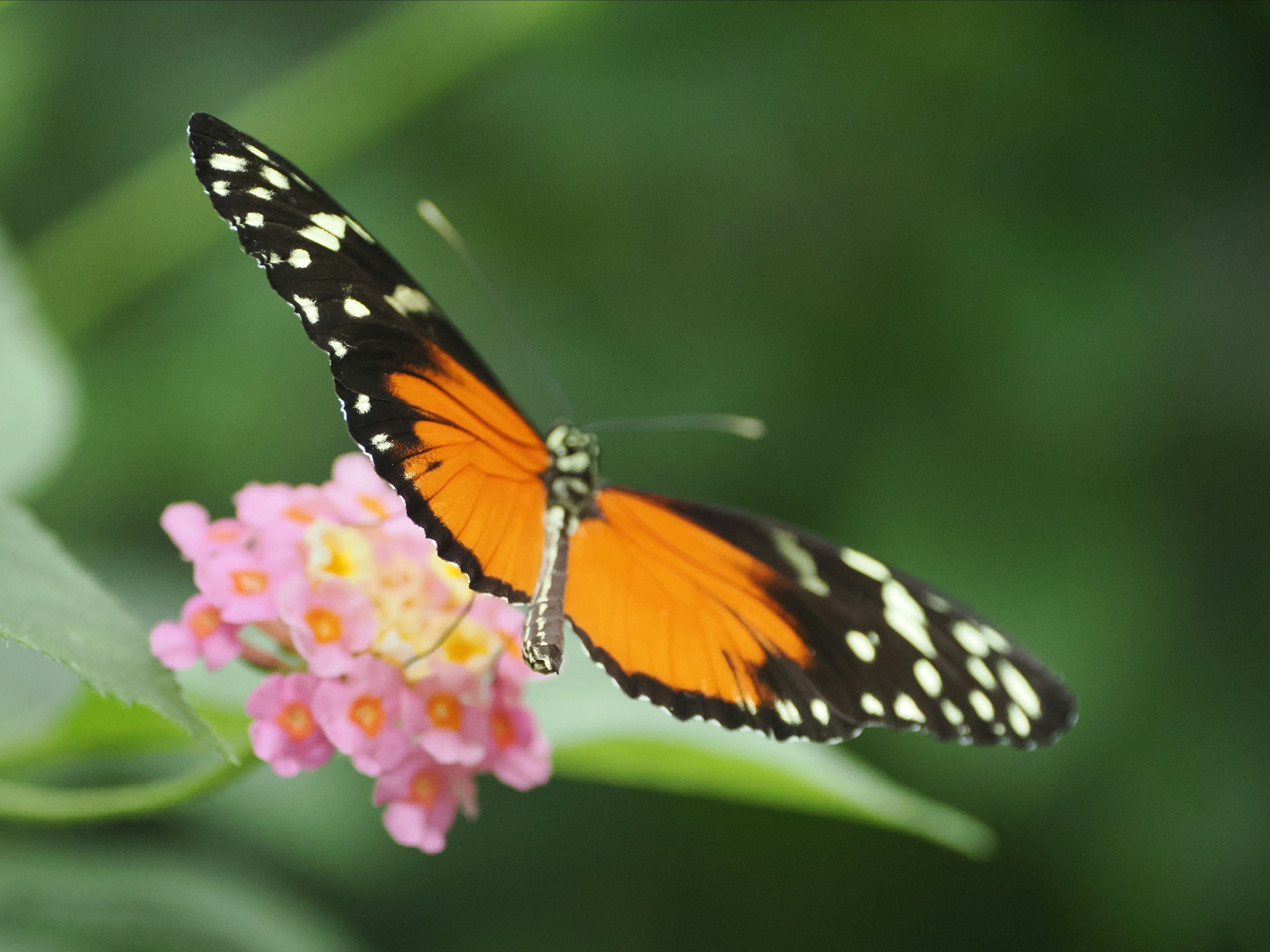 Butterfly on pink lantana: a fleeting splash of orange and pattern amid green