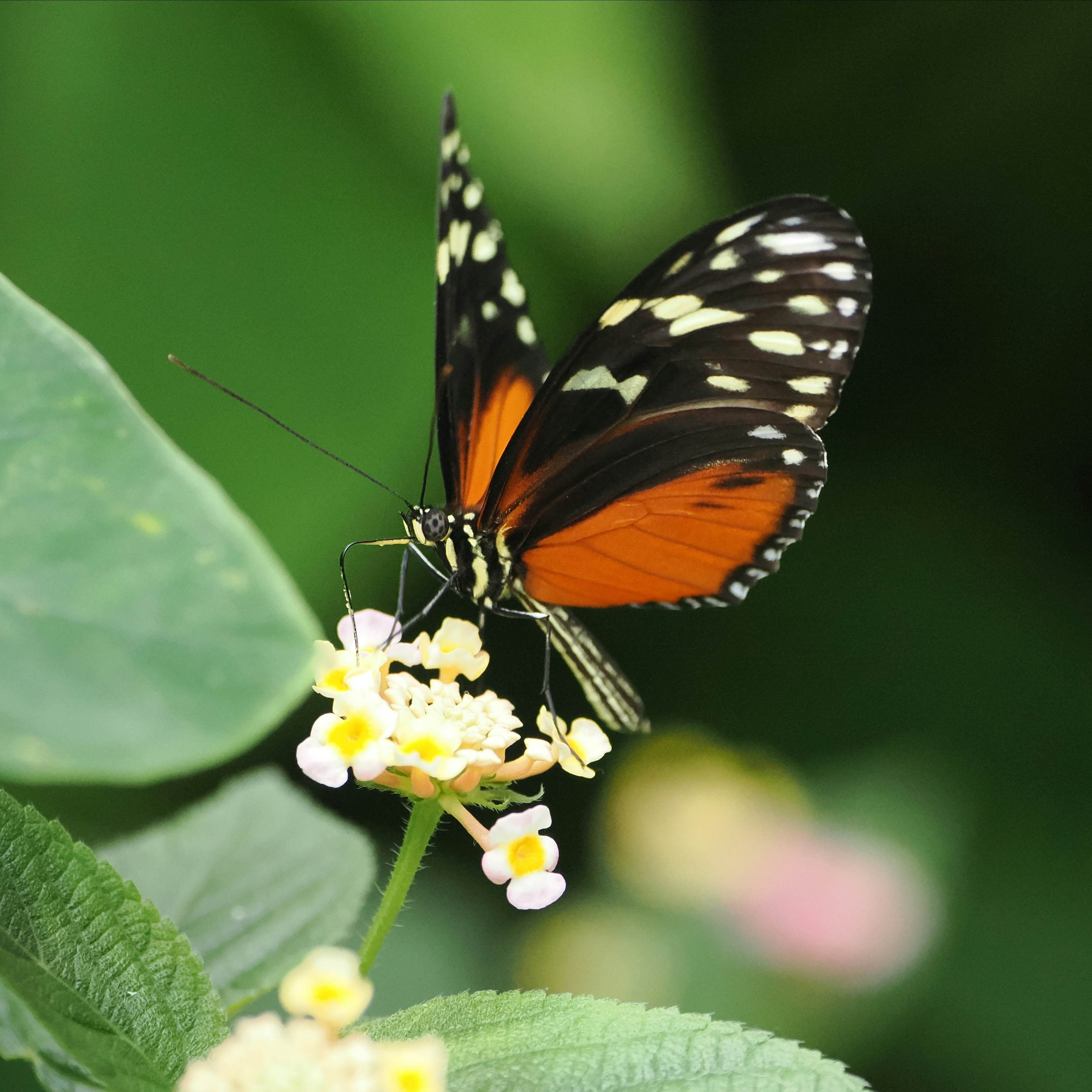 Butterfly on Yellow Bloom: A Moment of Color and Quiet