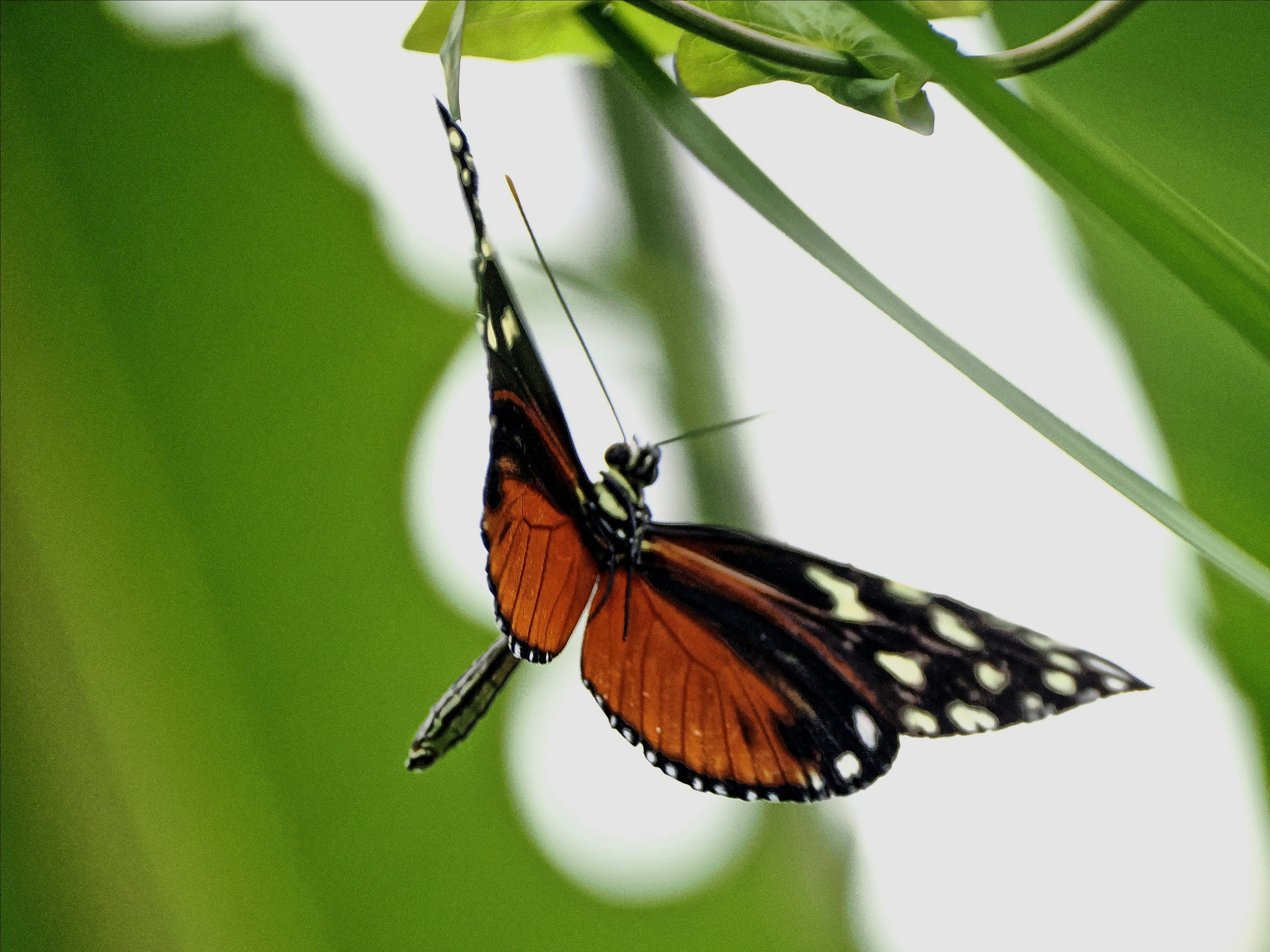 Orange-tipped butterfly in mid-hop among verdant tendrils