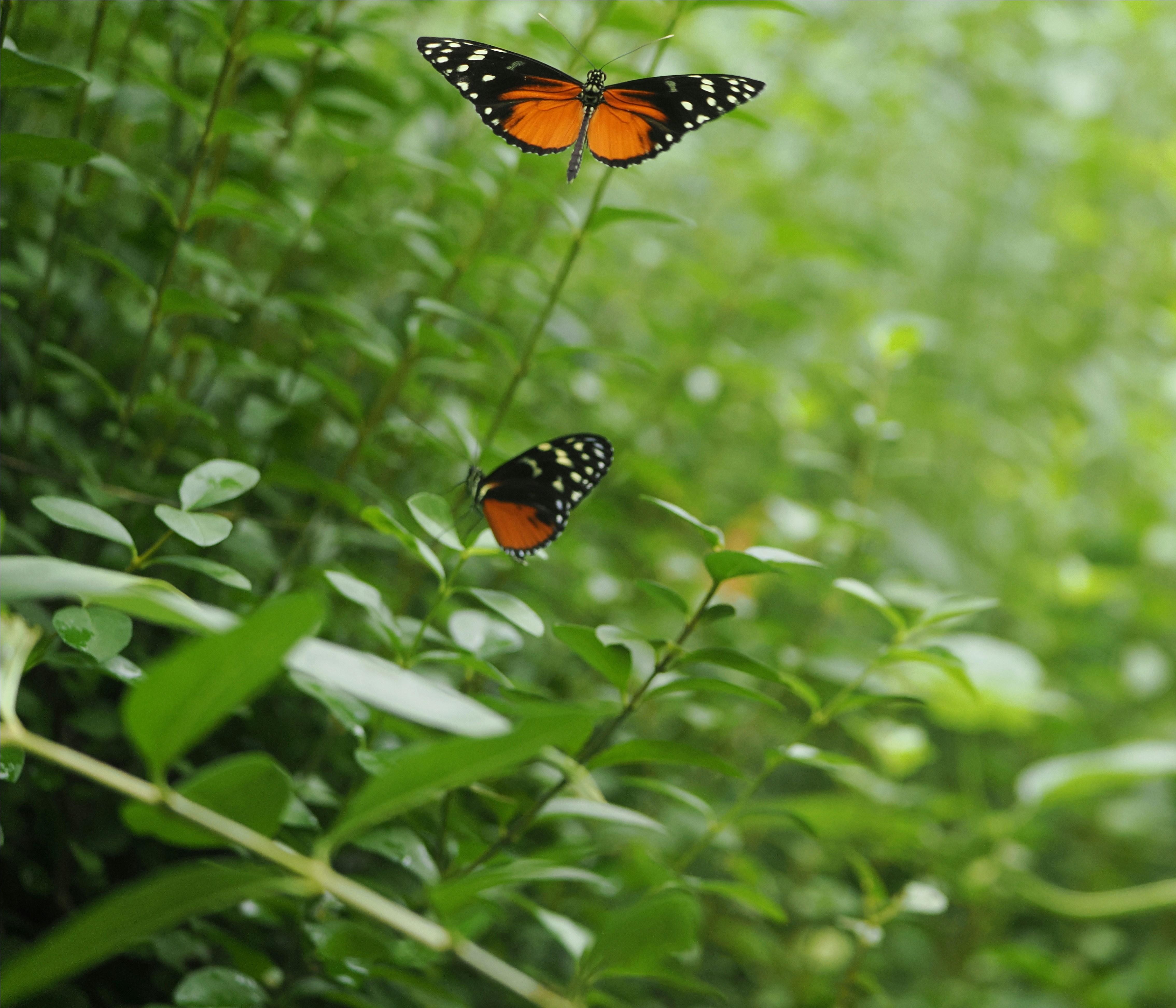 Two Monarchs in a Quiet Green Wake
