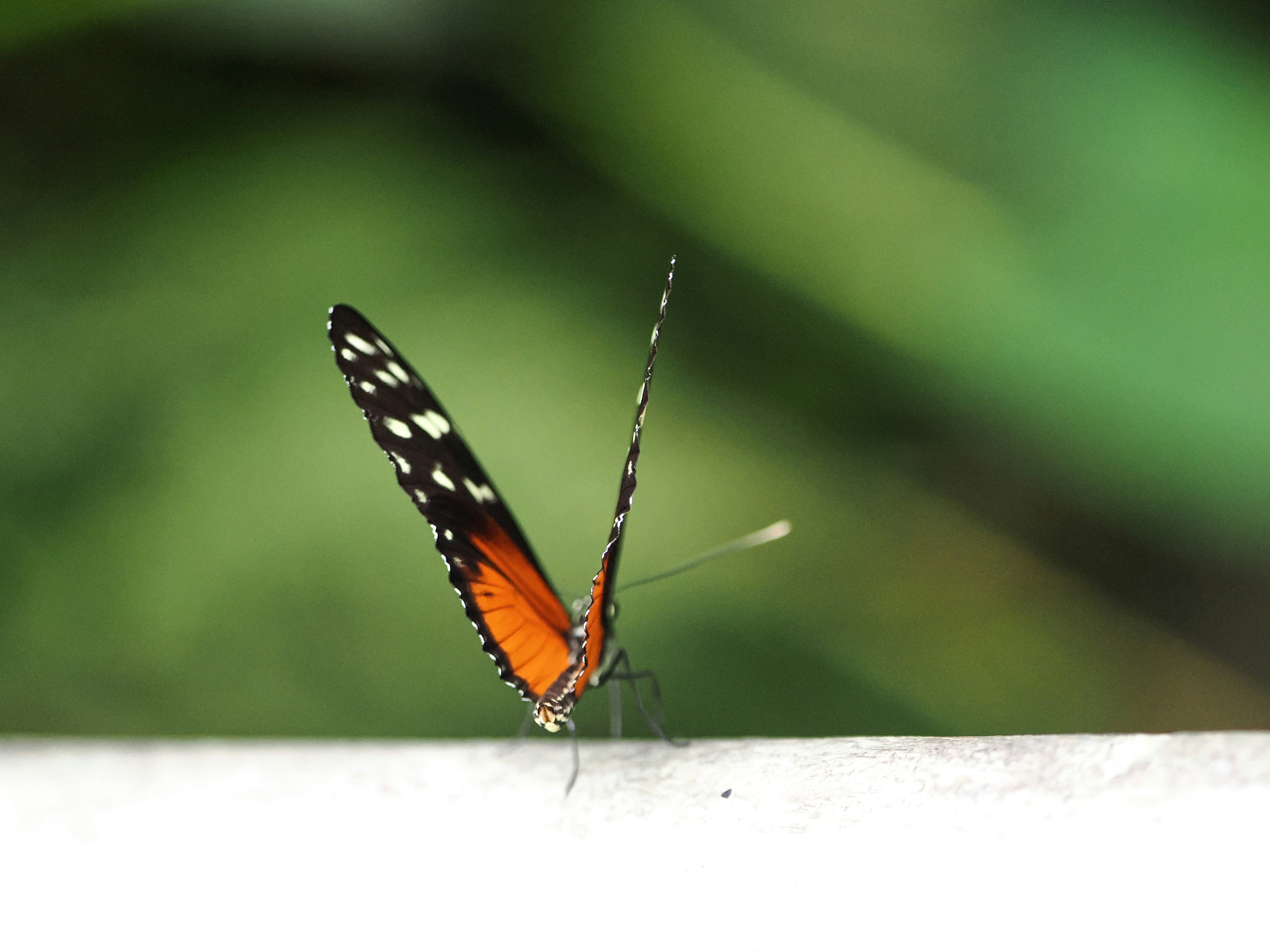 Orange-Black Monarch on a Quiet Concrete Edge