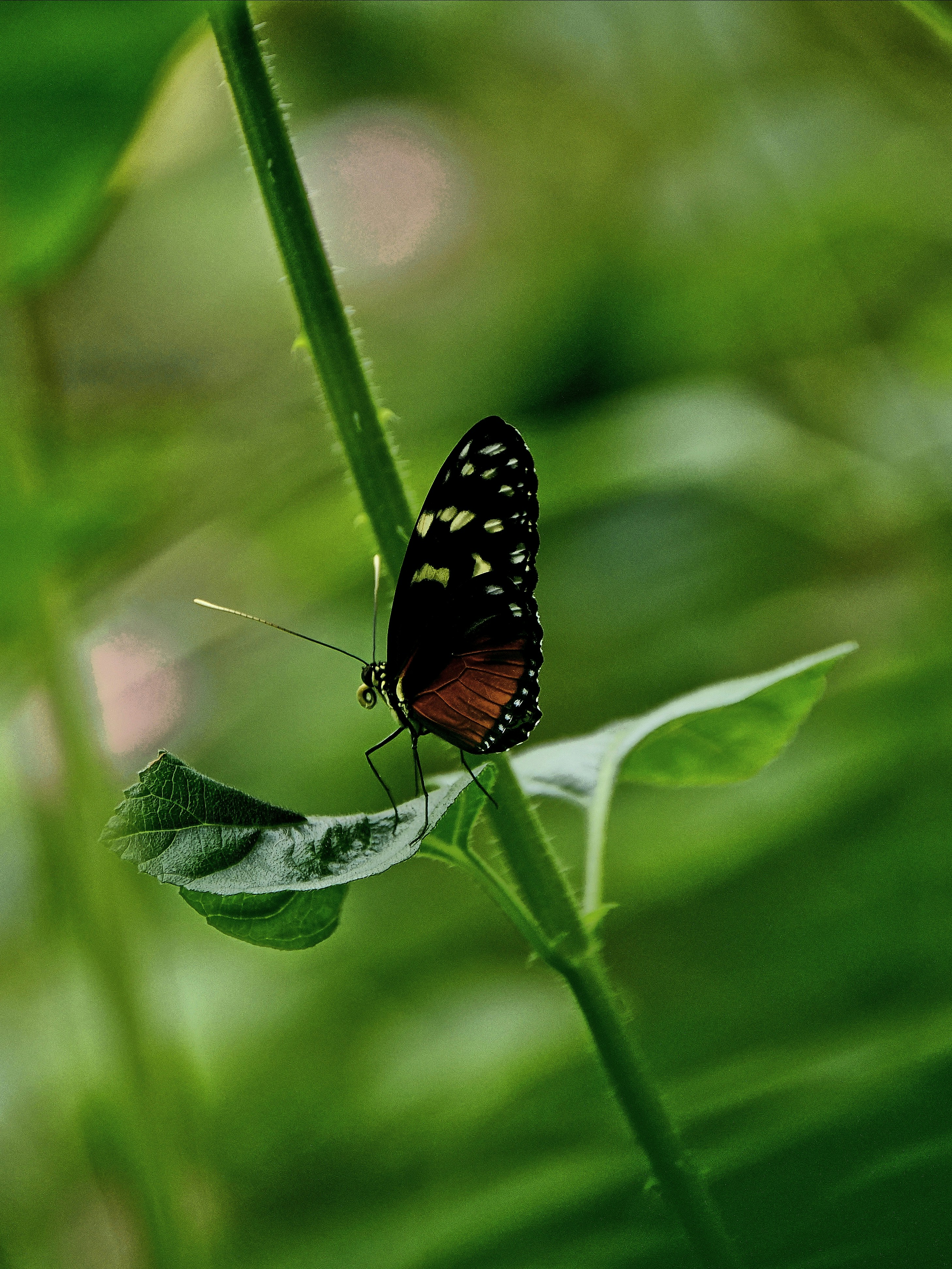Muted Monarch: Butterfly on a Green Stem