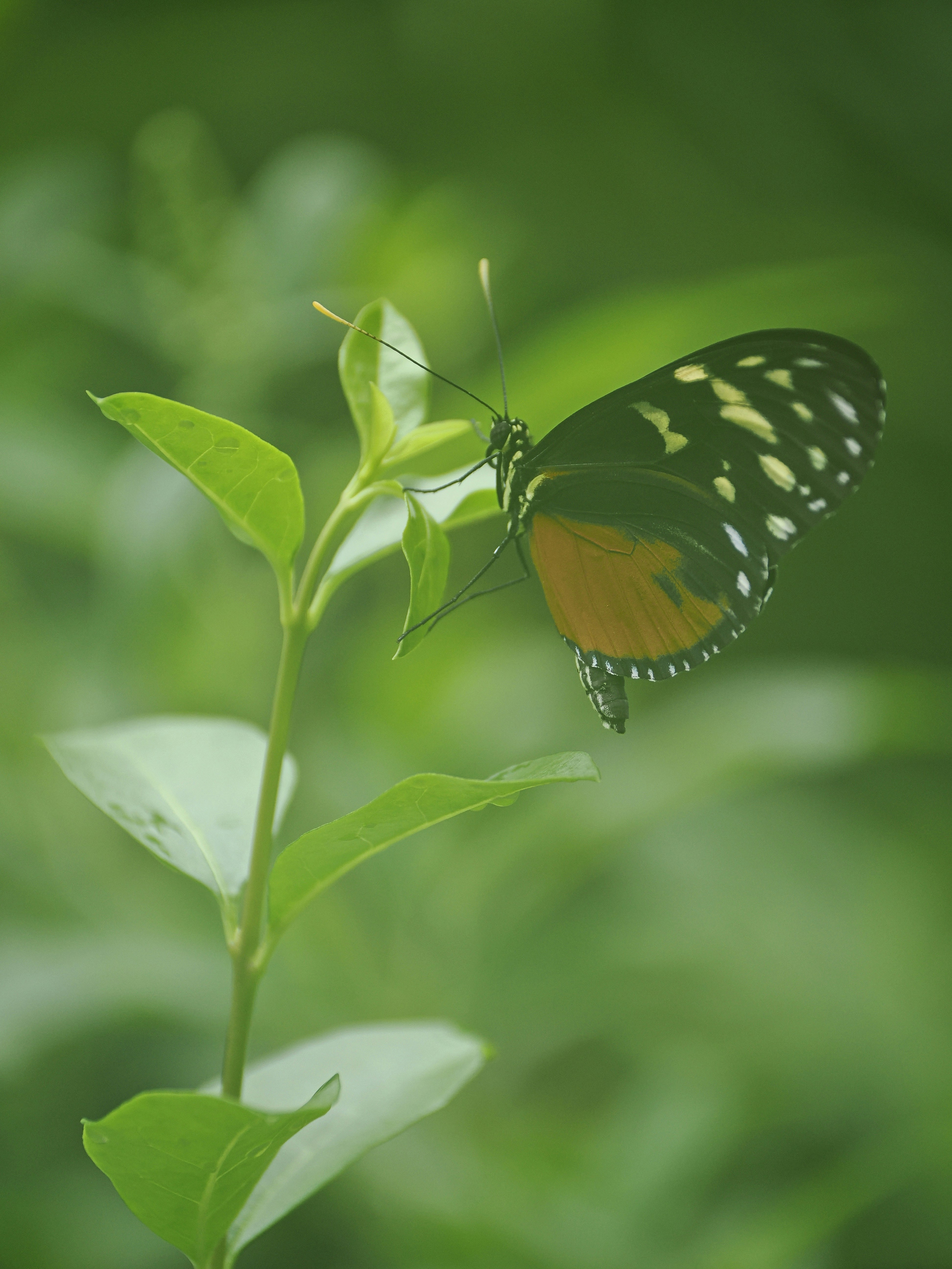 Butterfly on a Green Filigree: A Delicate Pause in the Foliage