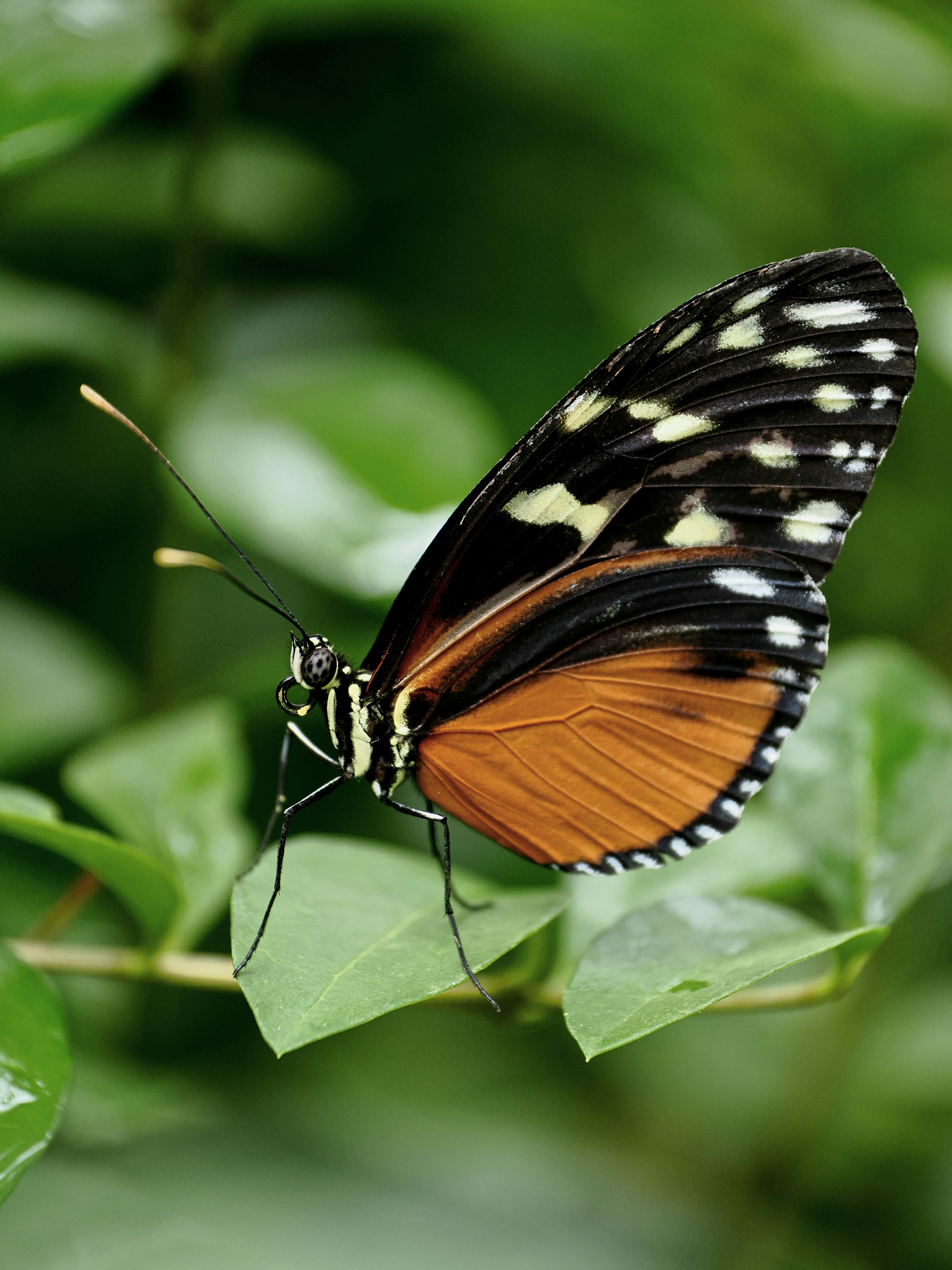 Crimson-Orange Swallowtail on Green Velvet