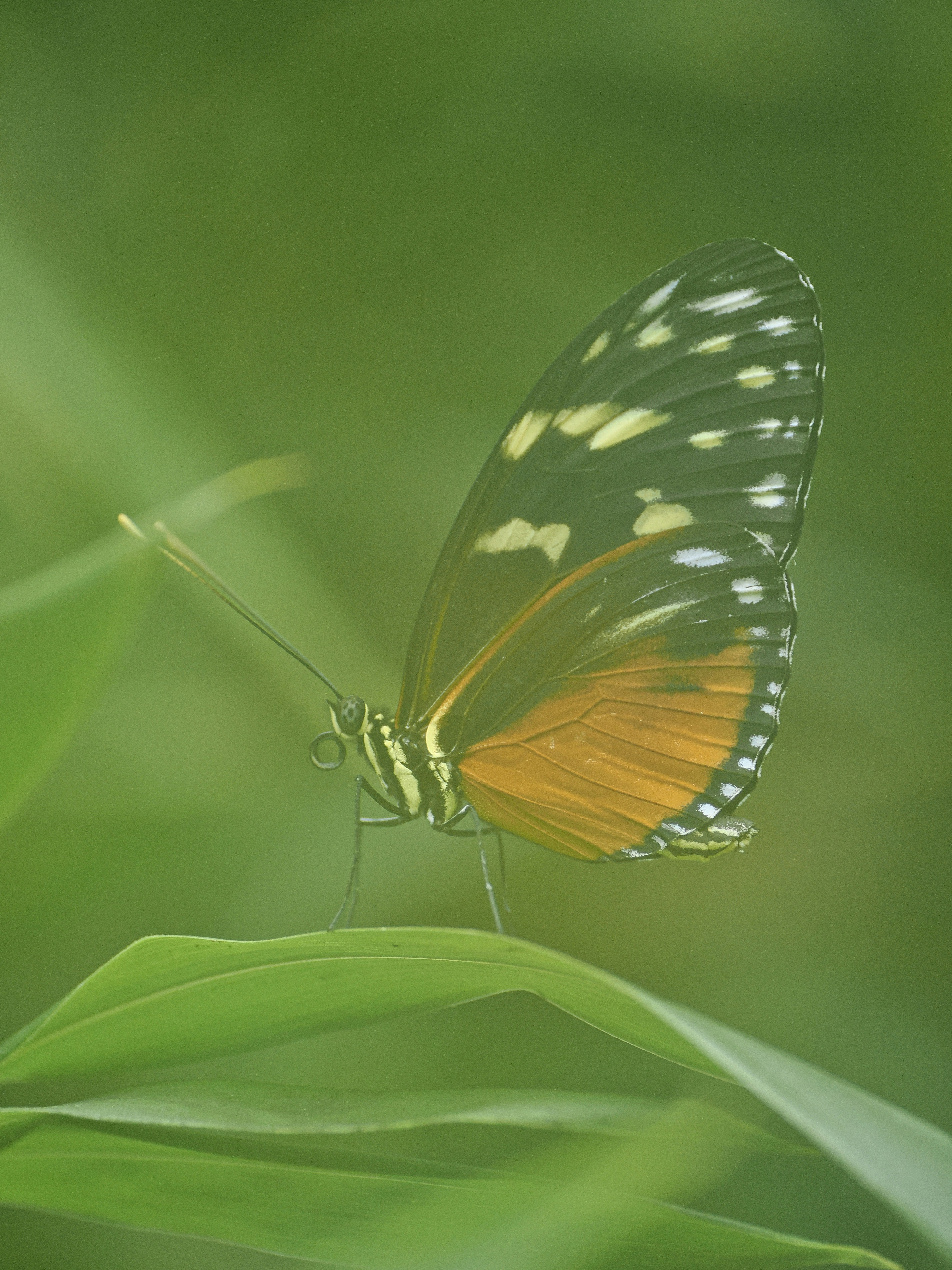 Emerald Butterfly on a Quiet Leaf: A Delicate Moment in Green