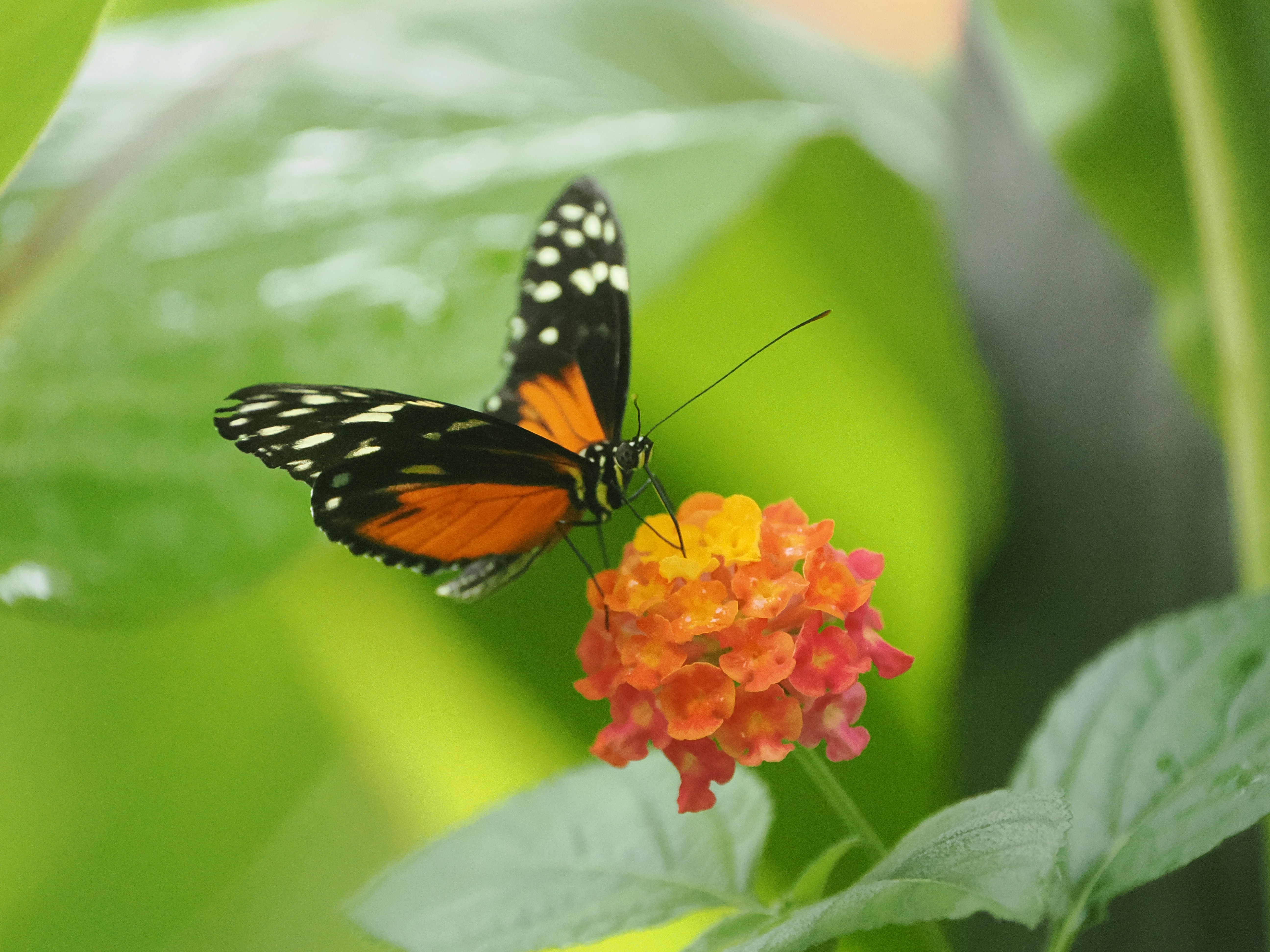 Orange-Black Winged Visitor on a Coral Bloom