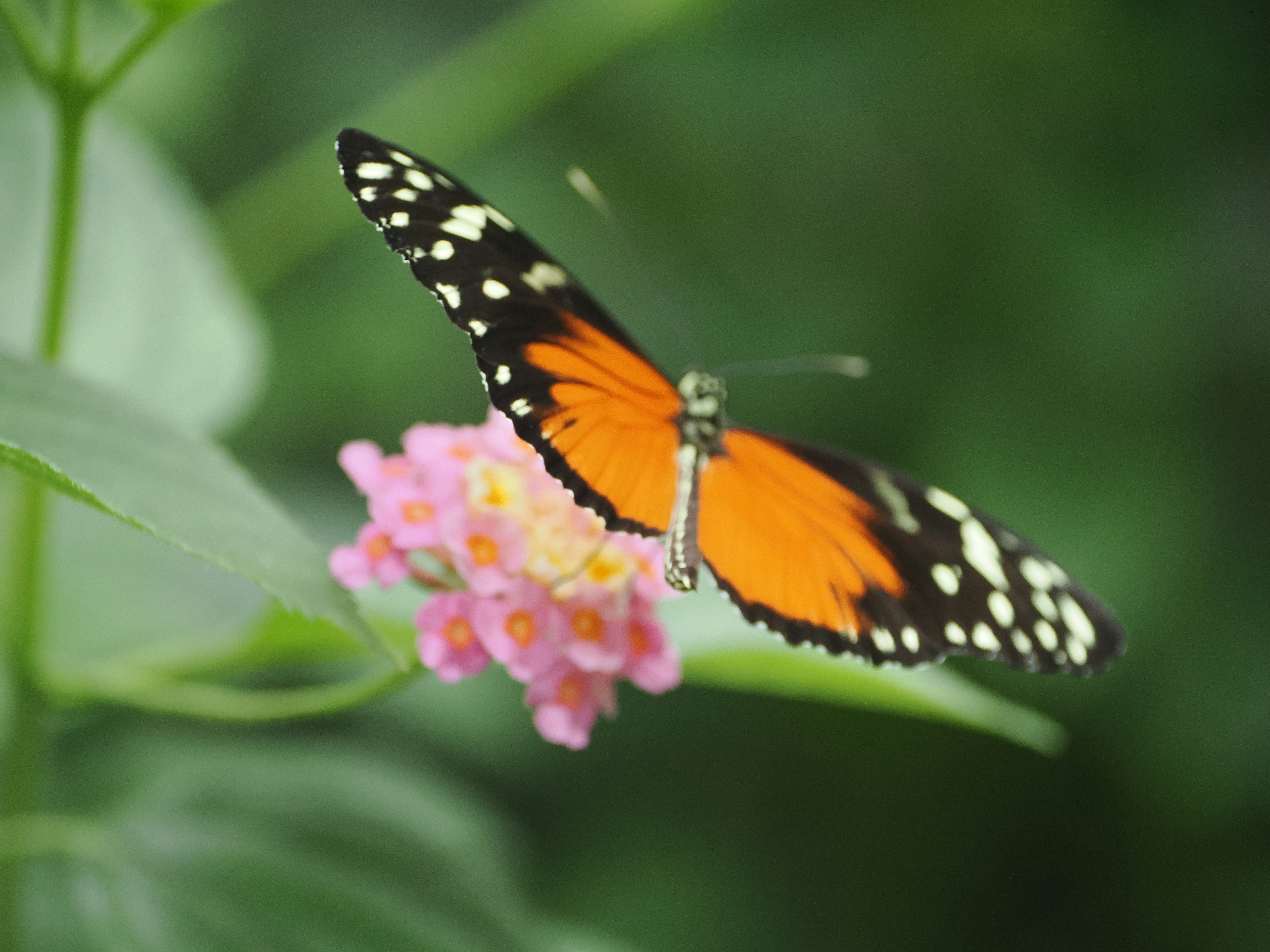 Flutter of Orange and Ink: butterfly on pink bloom
