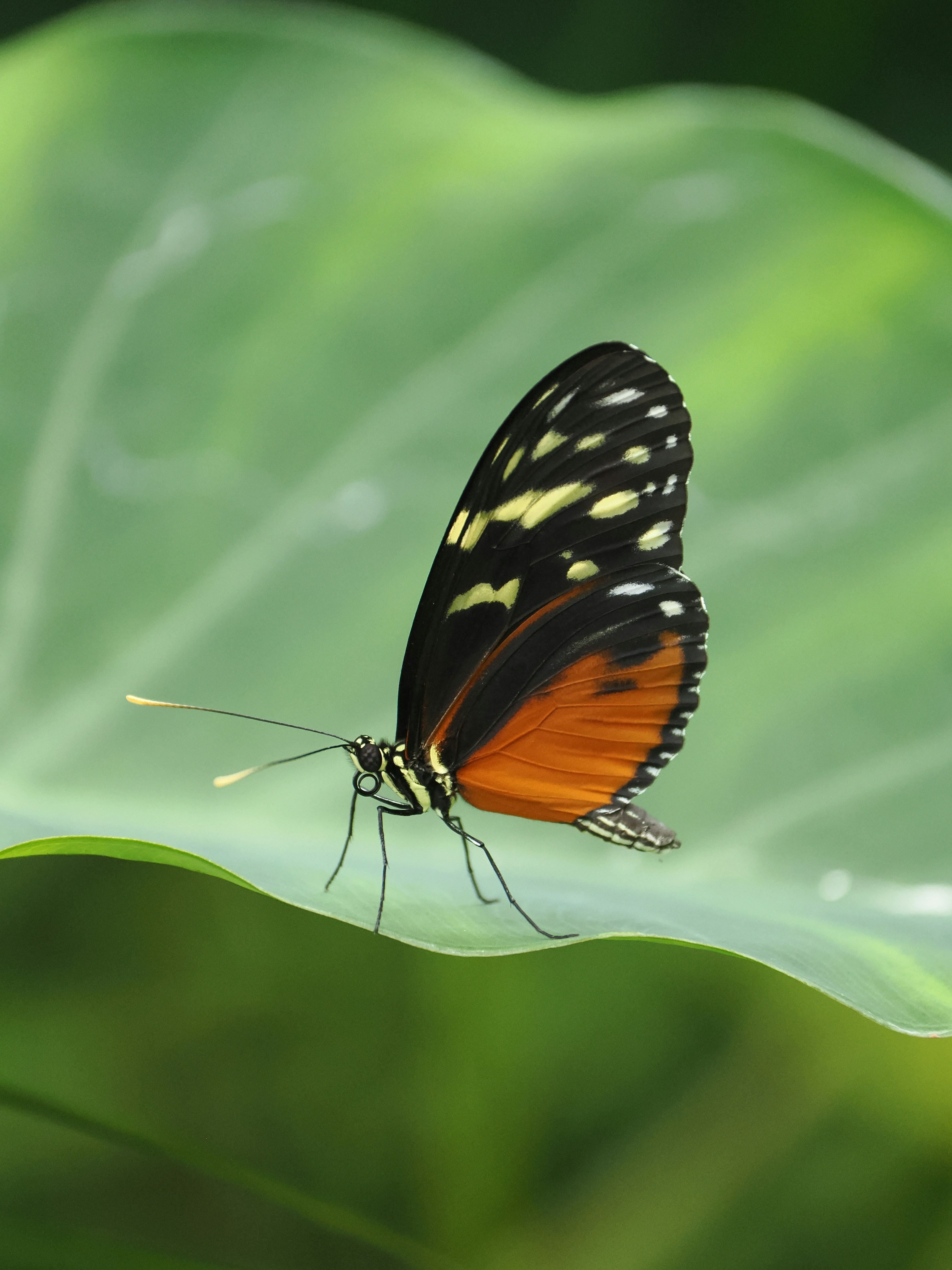 Vivid Orange-Black Wanderer on a Leaf