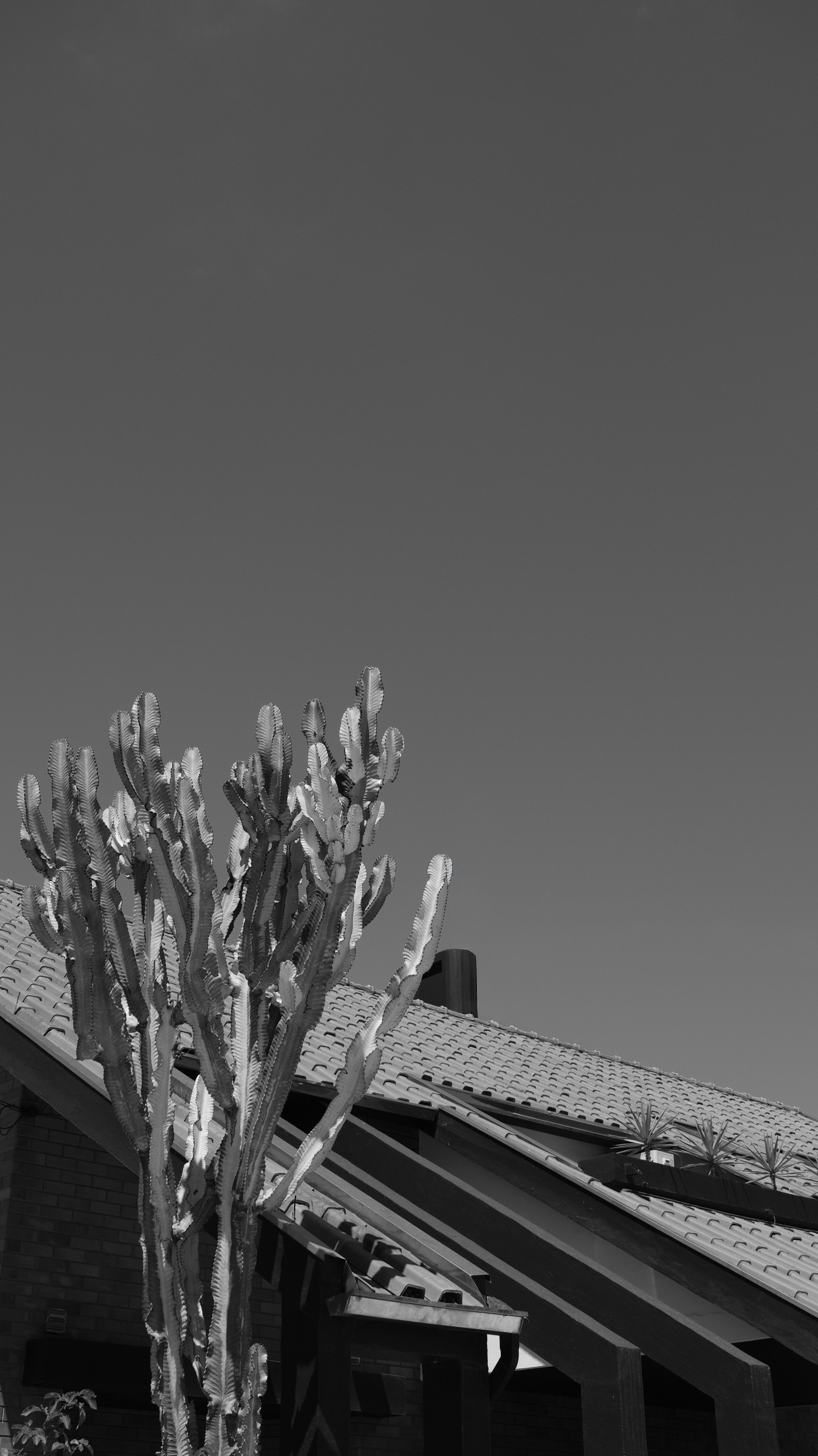Cacti Silhouette Against a Sloped Roof Under a Clear Calm Sky