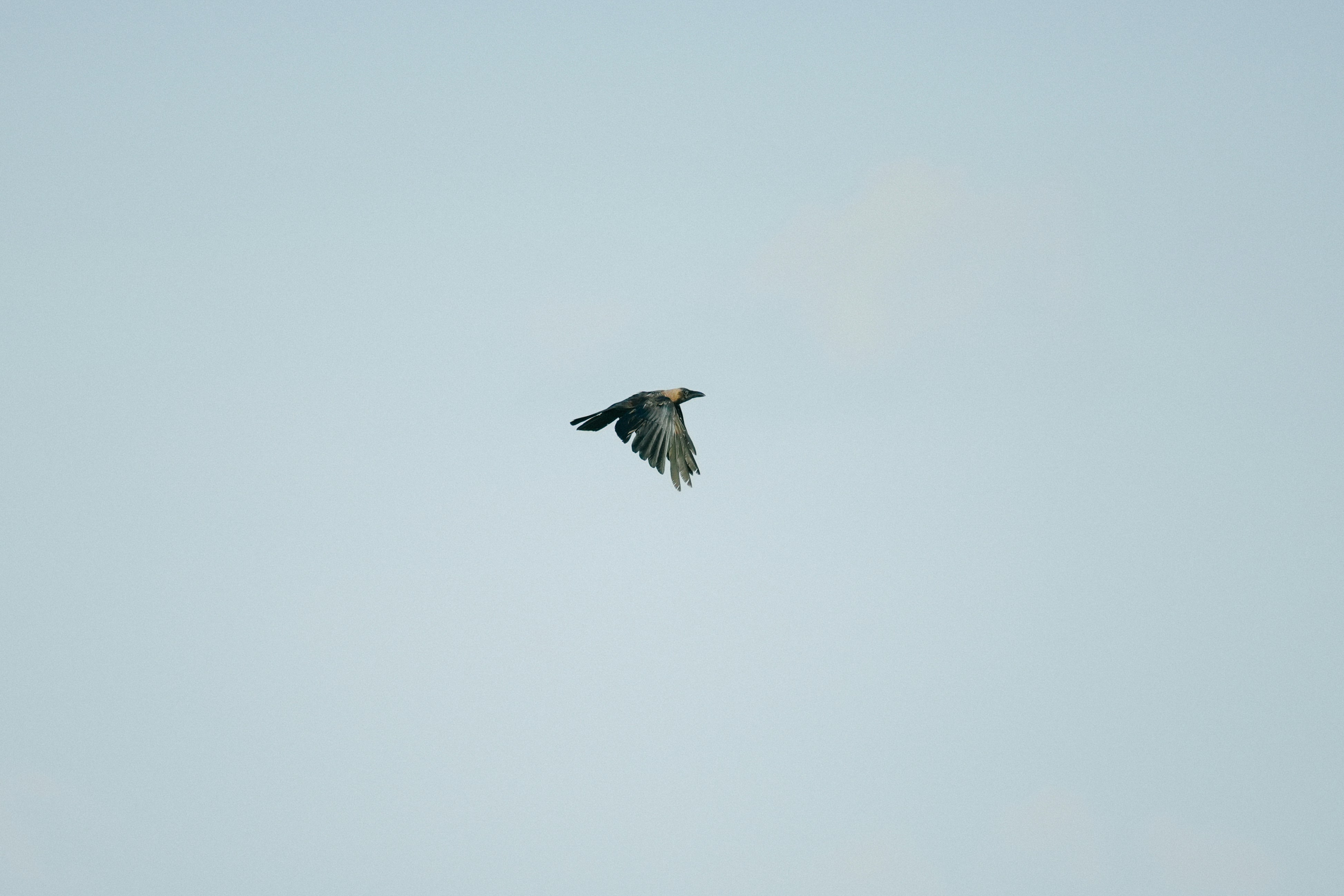 Solitary Hummer in a Pale Sky