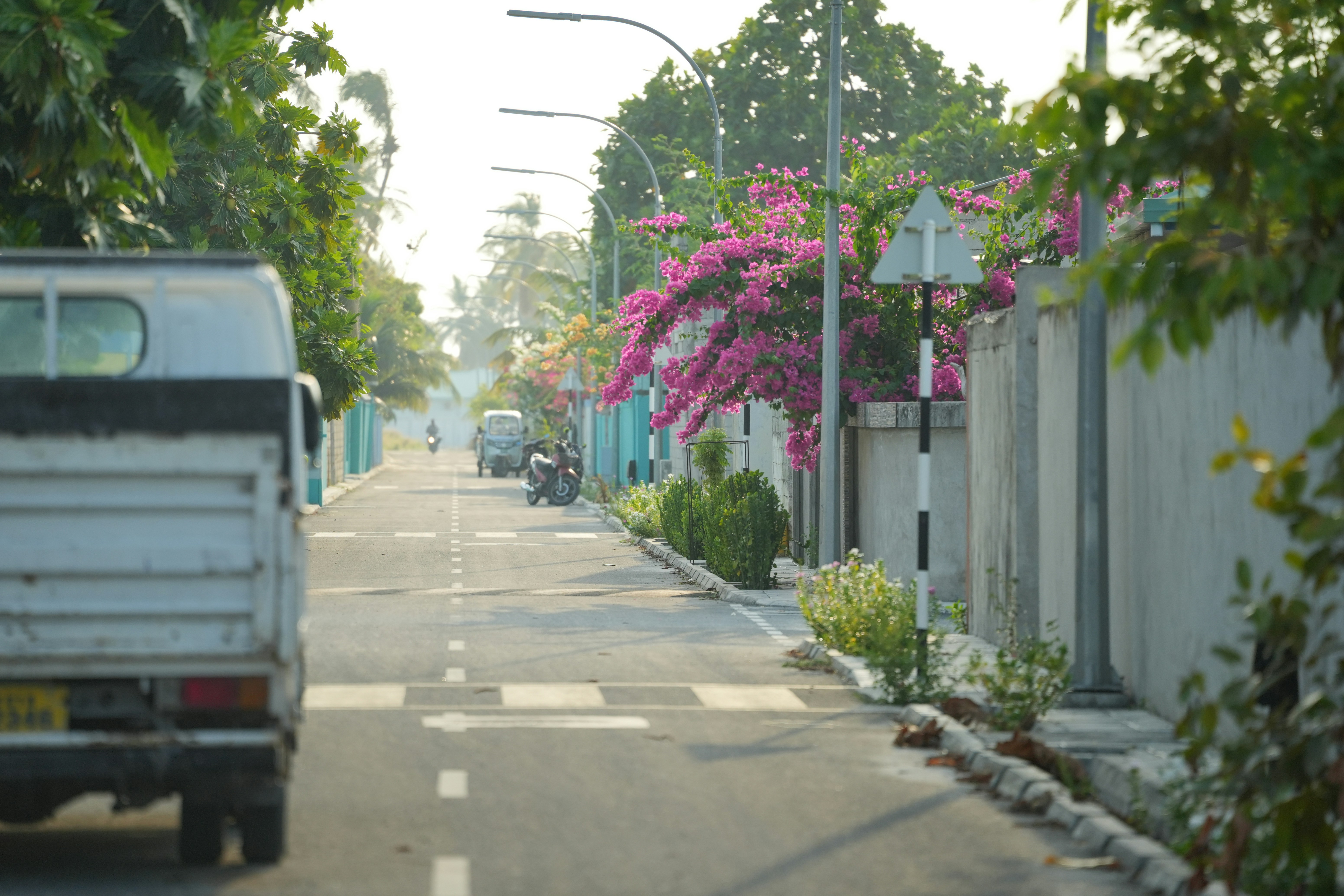 Boulevard of Pink Bougainvillea: Street Perspective with a Quiet Journey