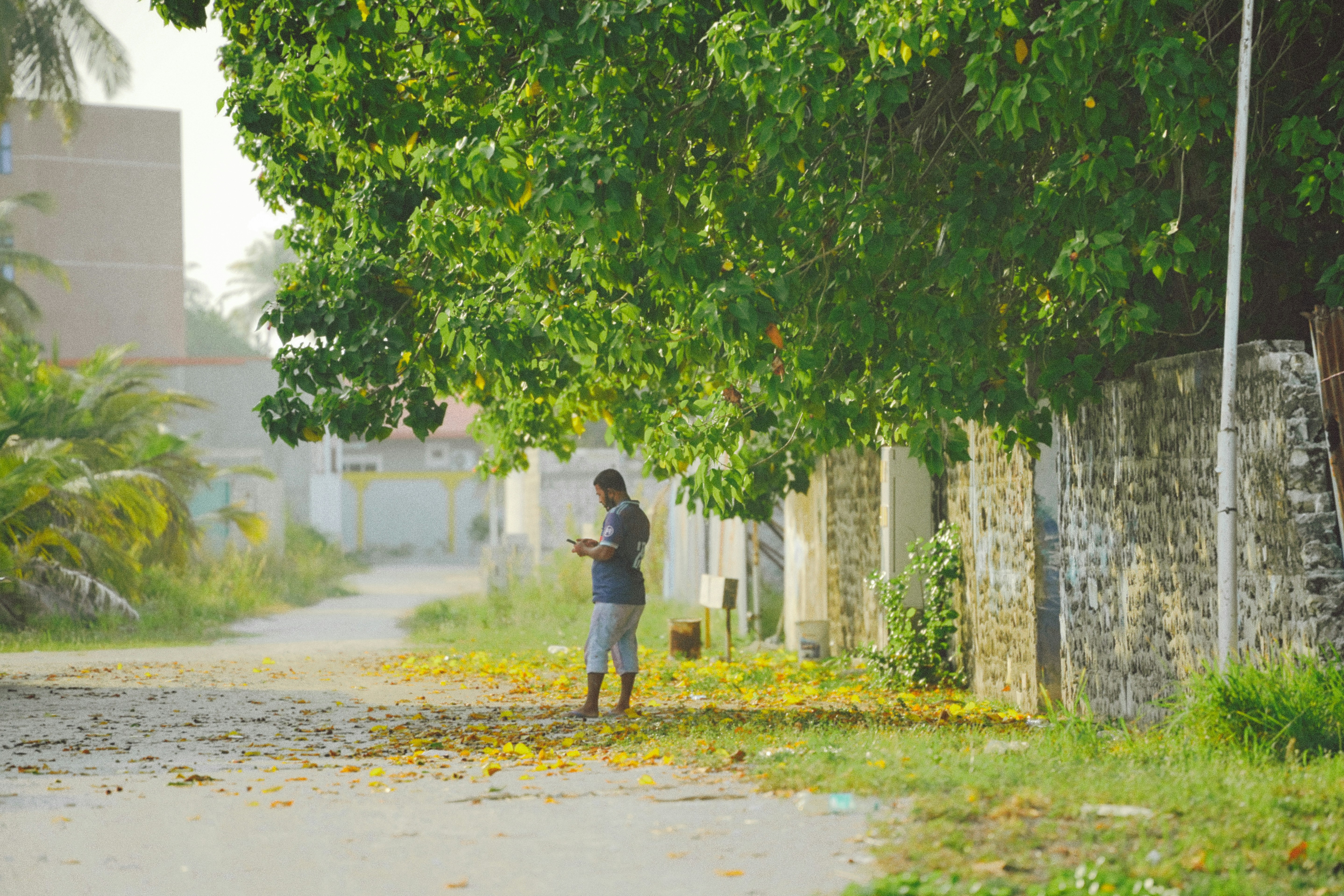 Whispers Along the Quiet Lane