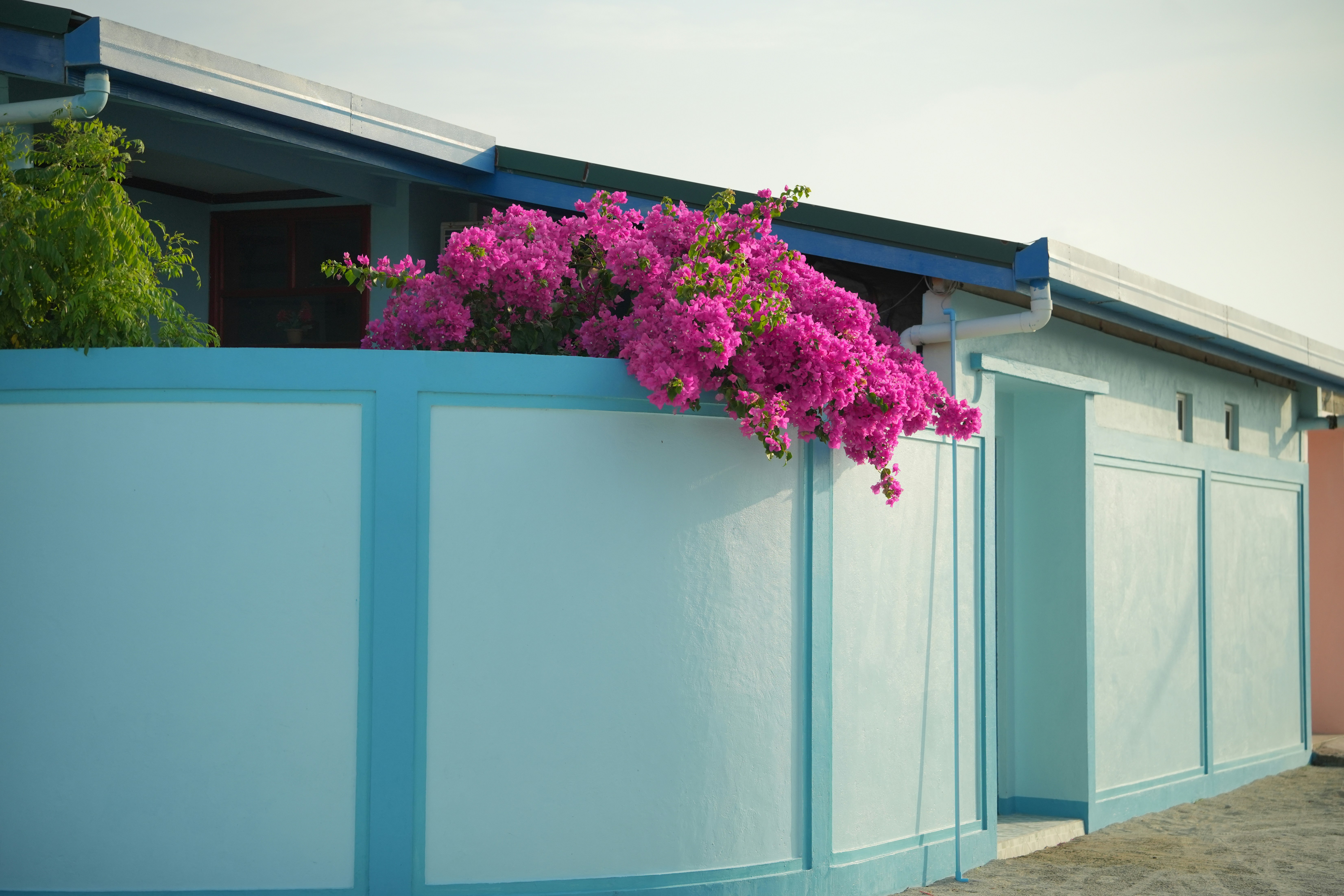 Bougainvillea over a Powder-Blue Wall in Sunny Courtyard